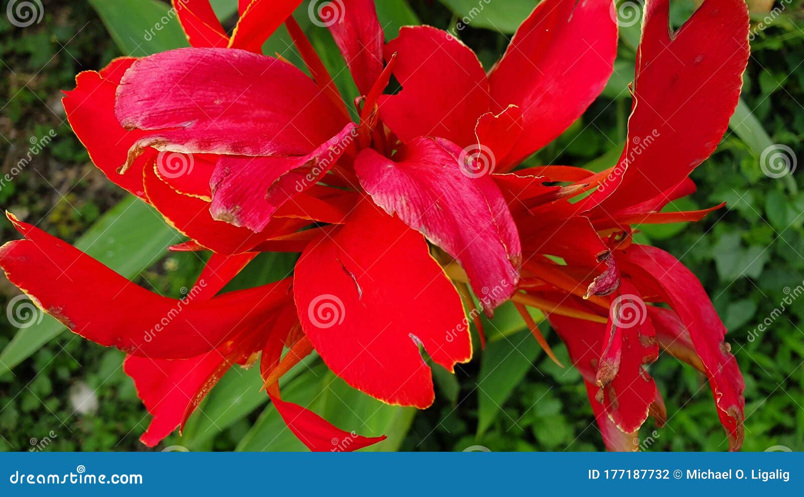 Bruised Red Garden Flower stock photo. Image of flower - 177187732
