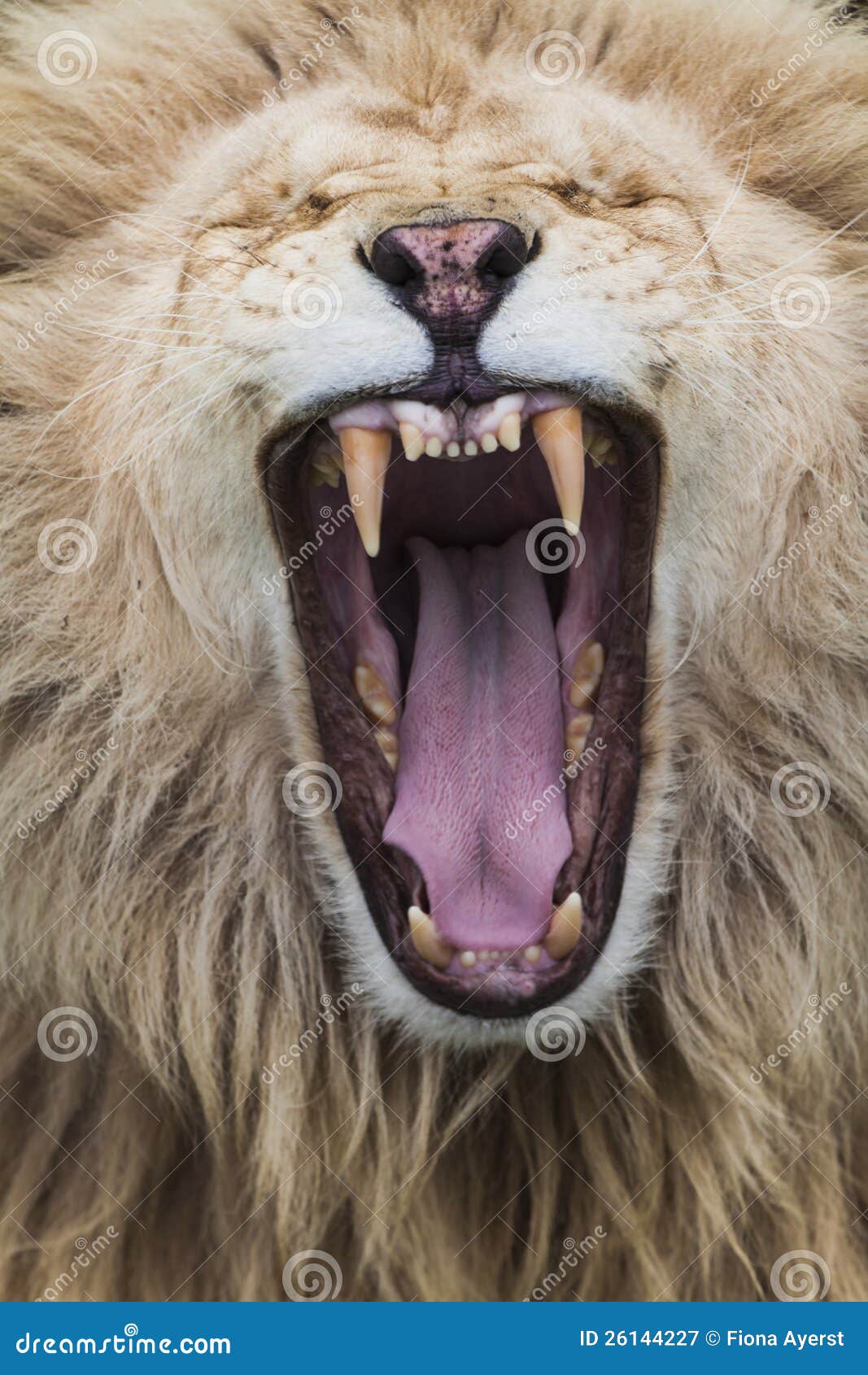 Brullende Leeuw stock afbeelding. Image of jager, tong - 26144227