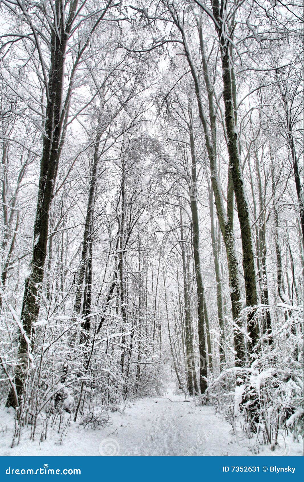 Brumal fabulous forest stock image. Image of snow, tree - 7352631
