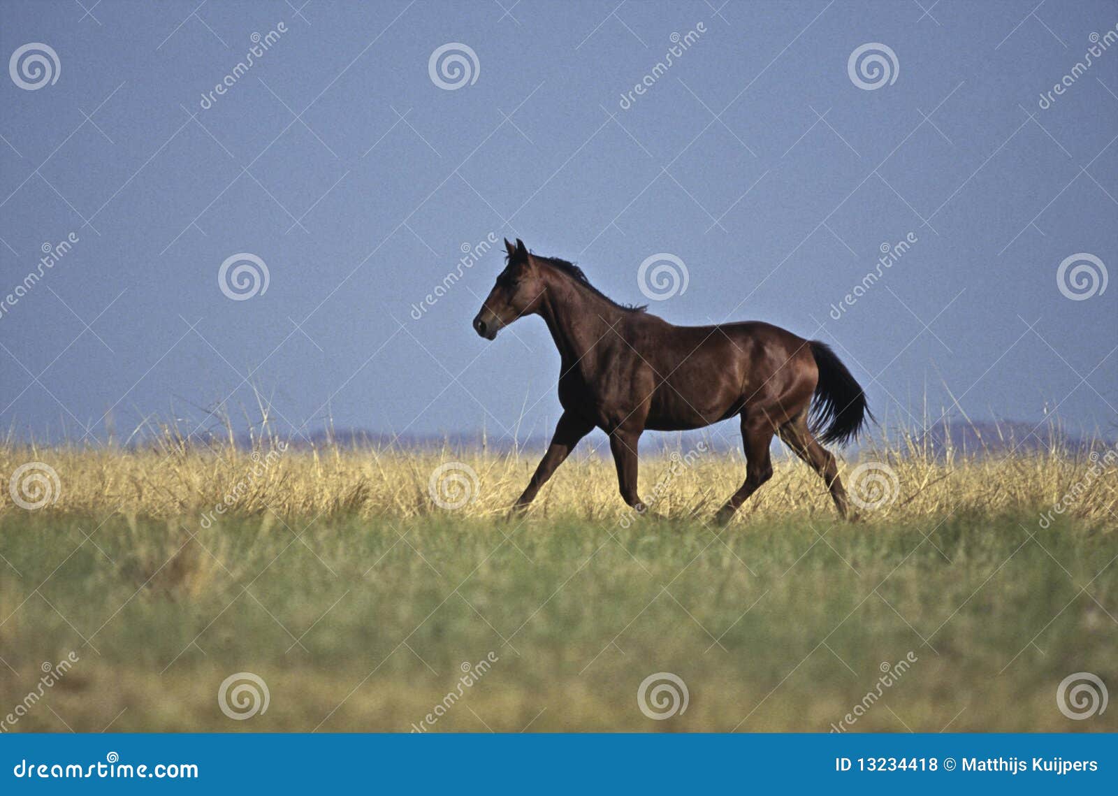 Brumby stock photo. Image of colt, stallion, source, brumby - 13234418