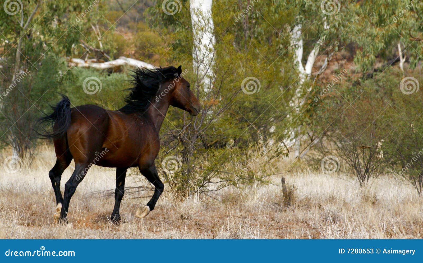 Brumby/Wild Horse stock image. Image of domesticated, fortitude - 7280653