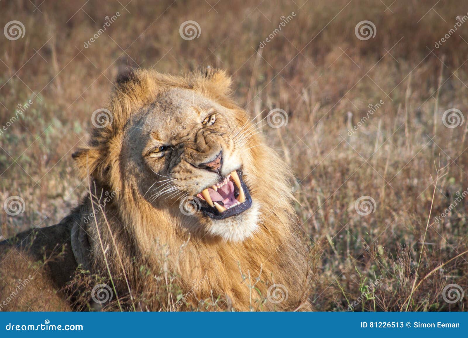 Brumma det manliga lejonet fotografering för bildbyråer. Bild av natur ...