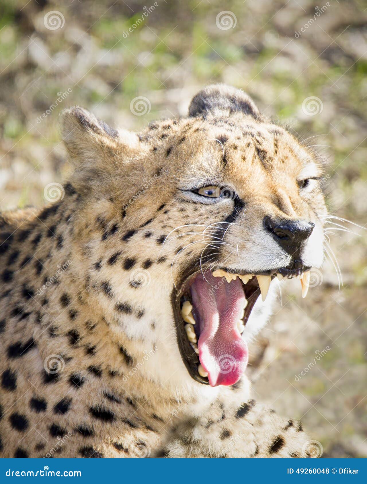 Brumma geparden arkivfoto. Bild av päls, angus, jägare - 49260048