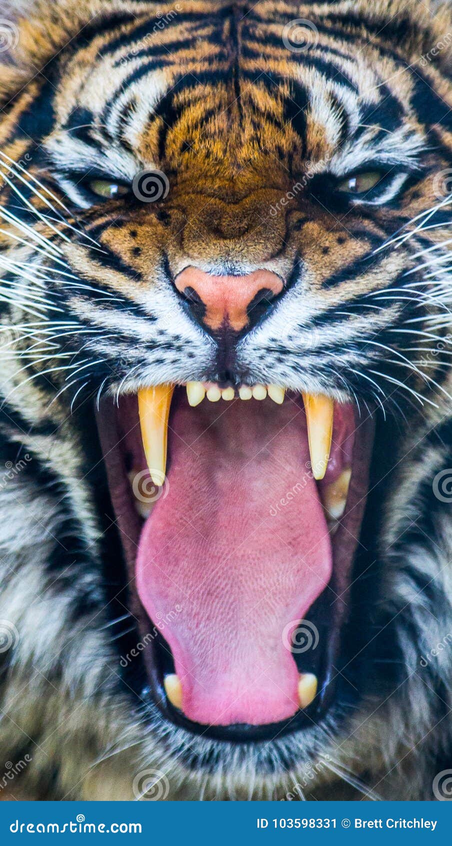 Brumma tigern fotografering för bildbyråer. Bild av skrivbordsunderlägg ...