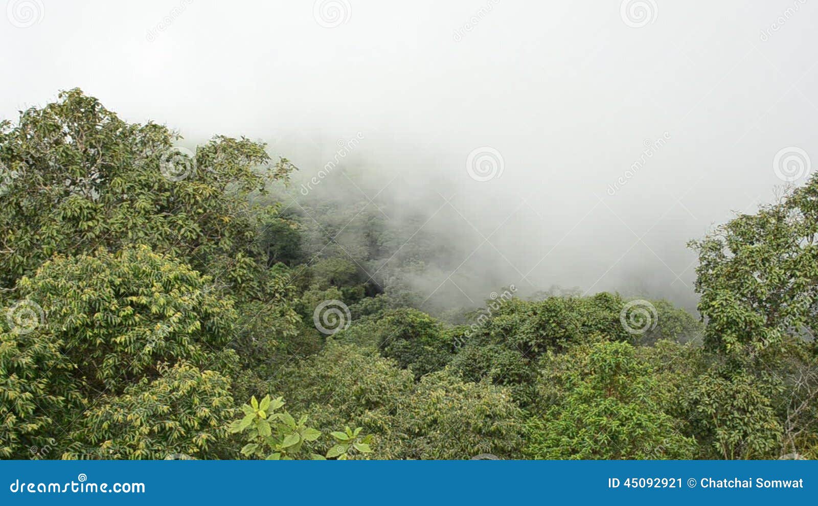 Brumoso En El Bosque Hd Metraje Stock– 55 Brumoso En El Bosque Hd ...