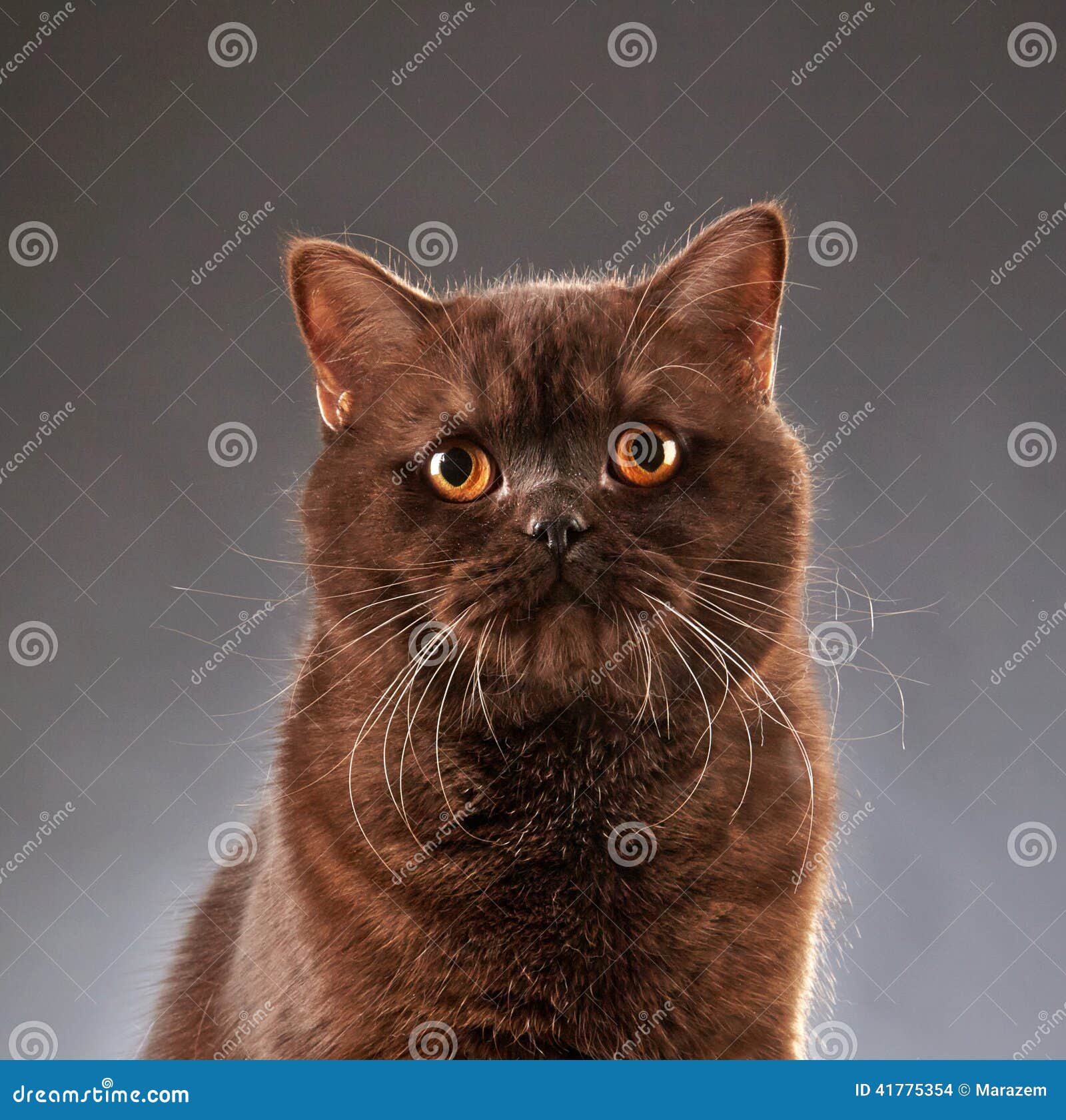 Brun Brittisk Shorthairkatt Arkivfoto - Bild av varelse, angus: 41775354