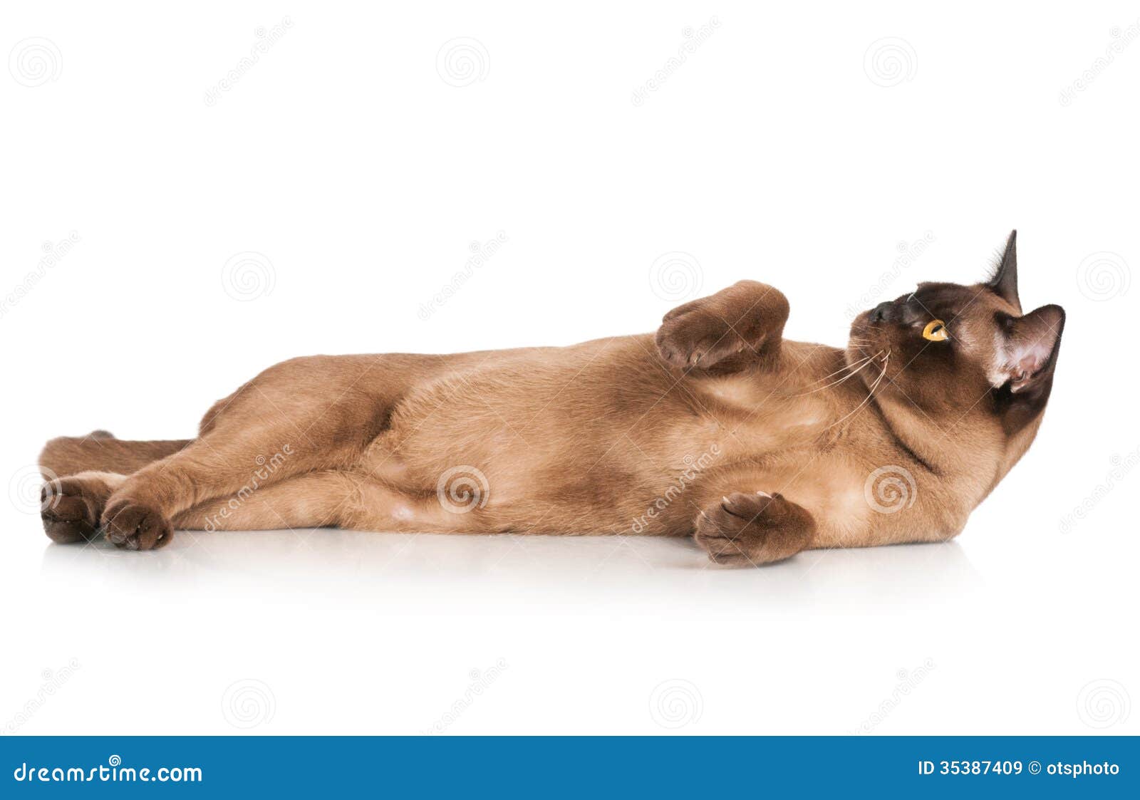 Brun burmese katt fotografering för bildbyråer. Bild av angus - 35387409