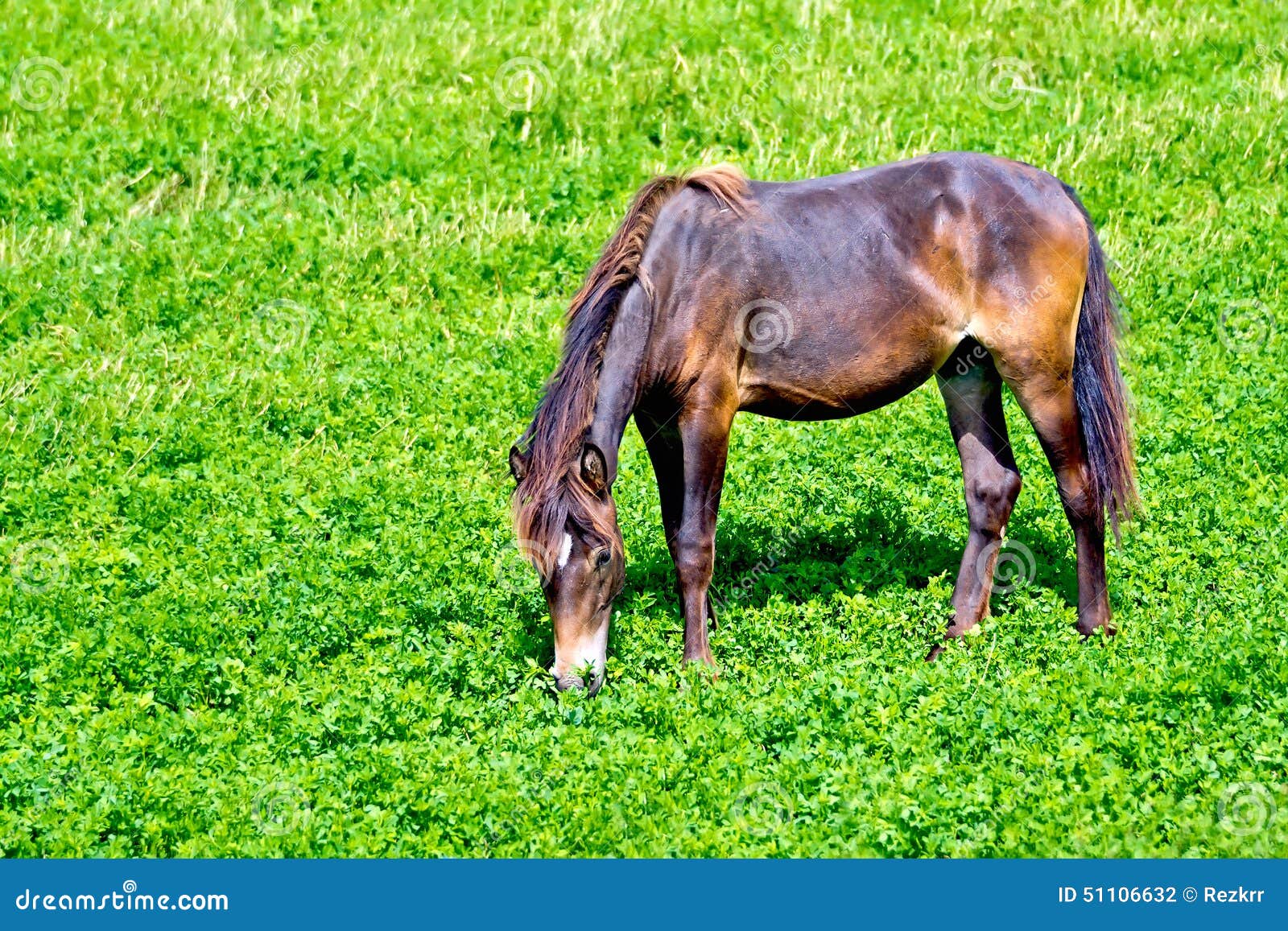 Brun de cheval sur l'herbe photo stock. Image du cheval - 51106632