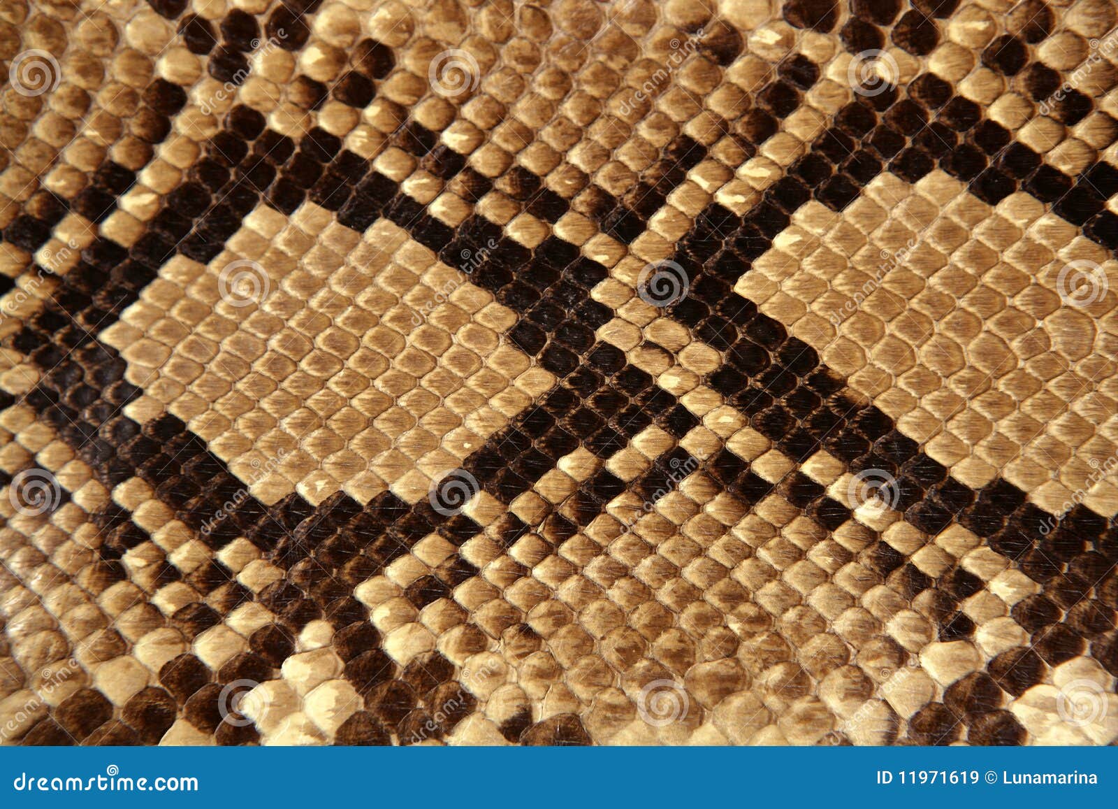 Brun De Configuration De Peau De Serpent De Fond Image stock - Image du ...
