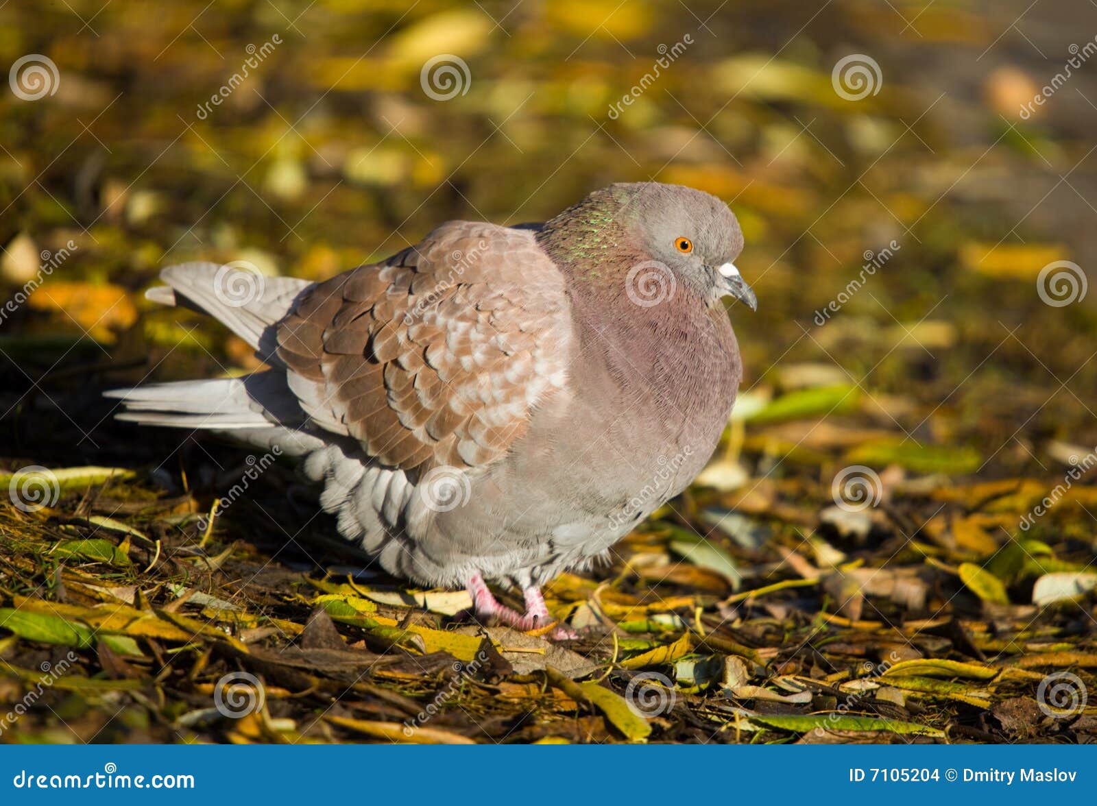 Brun duva arkivfoto. Bild av gulligt, stillsamt, färg - 7105204