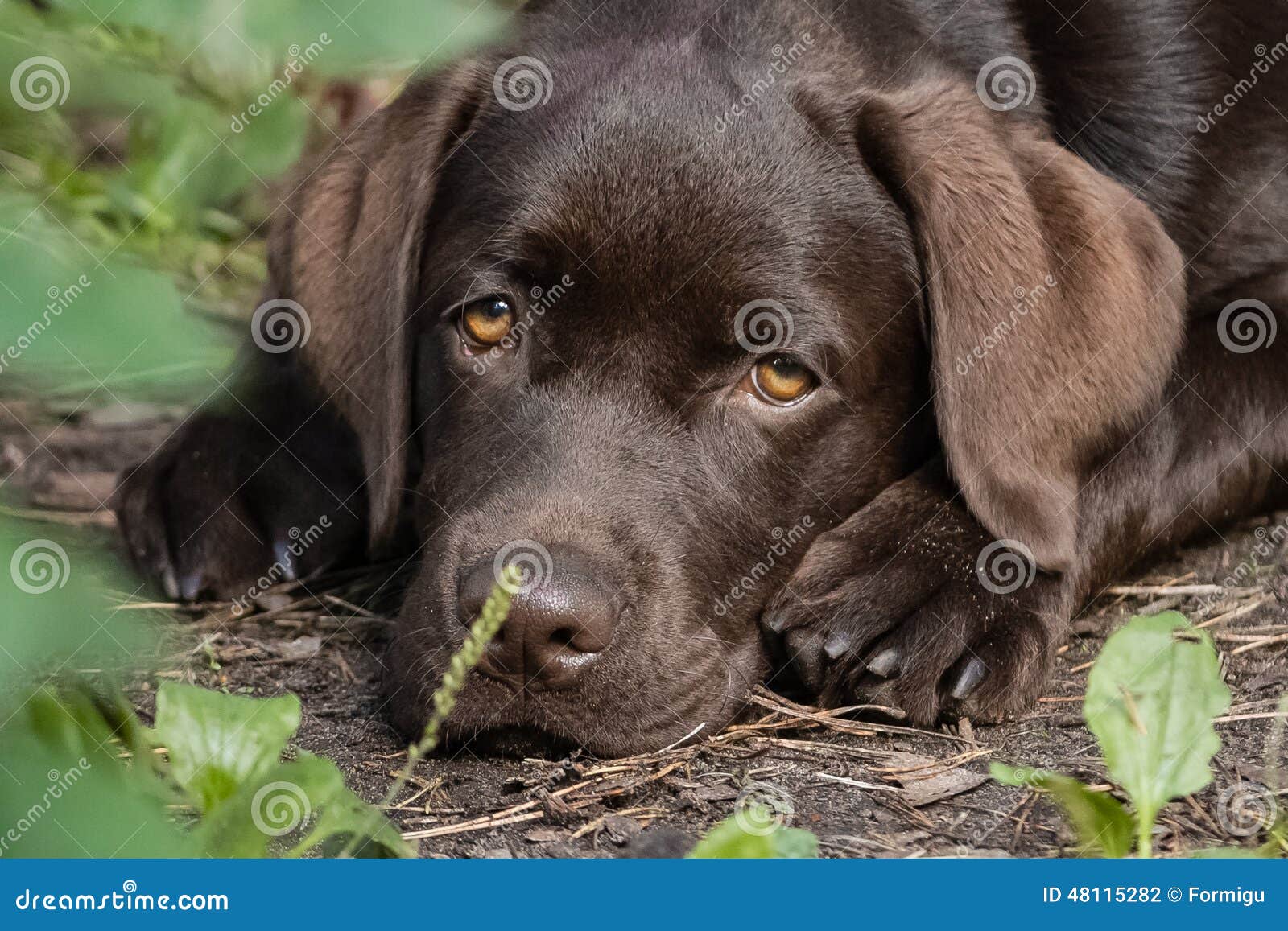 Brun ensam labrador valp arkivfoto. Bild av lyhördhet - 48115282