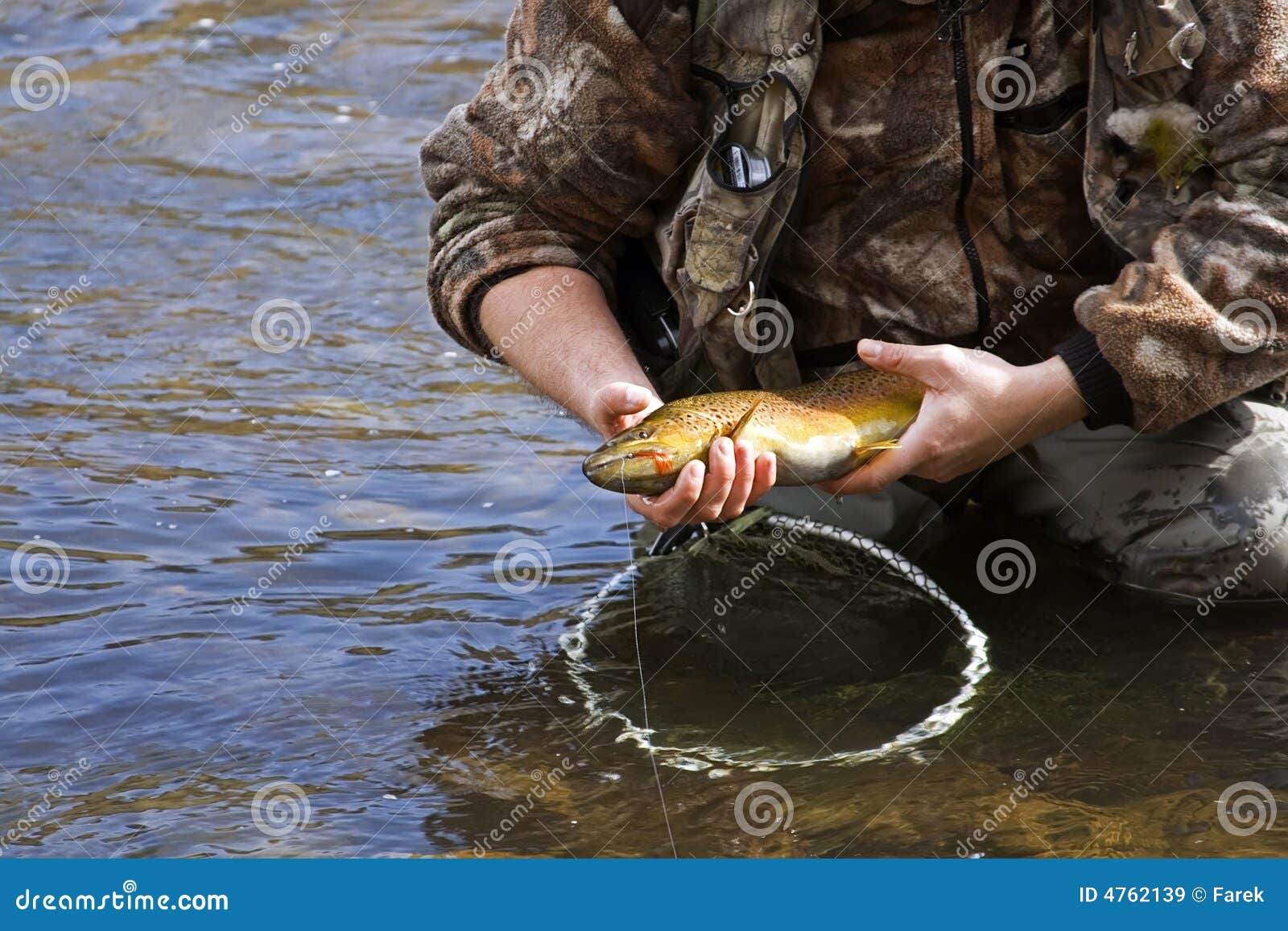 Brun forell fotografering för bildbyråer. Bild av angrily - 4762139