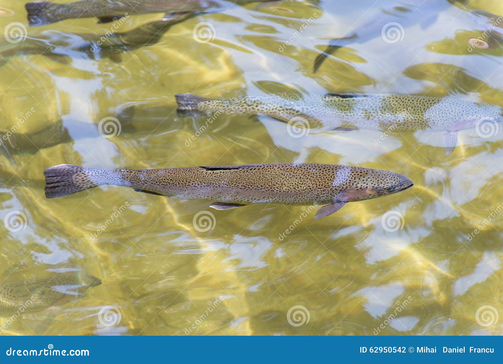 Brun forell arkivfoto. Bild av läckert, sötvatten, sjöar - 62950542
