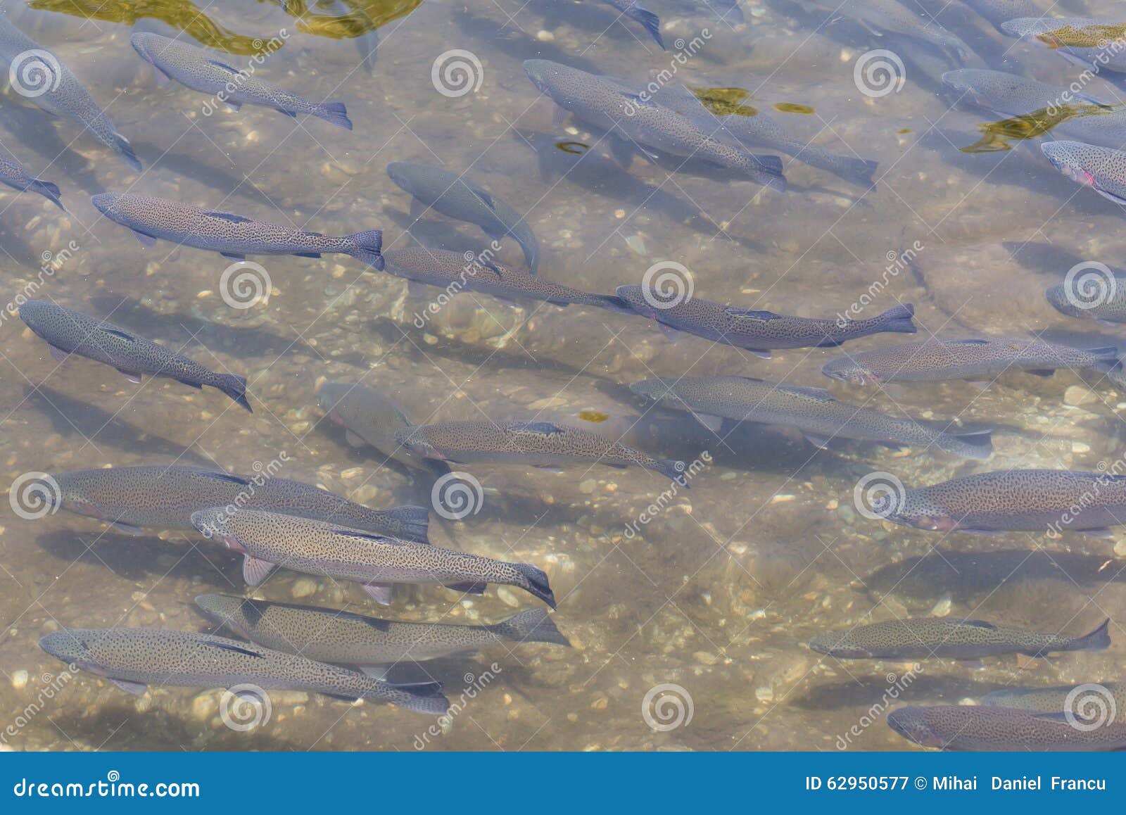 Brun forell fotografering för bildbyråer. Bild av forell - 62950577