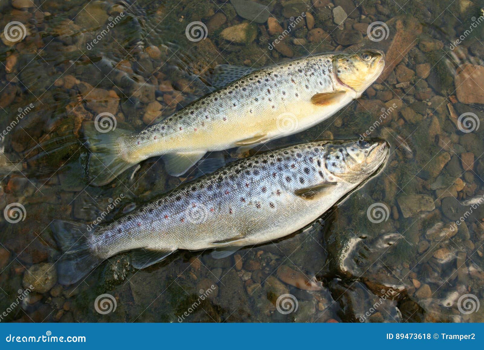 Brun forell arkivfoto. Bild av stenar, flod, rotering - 89473618