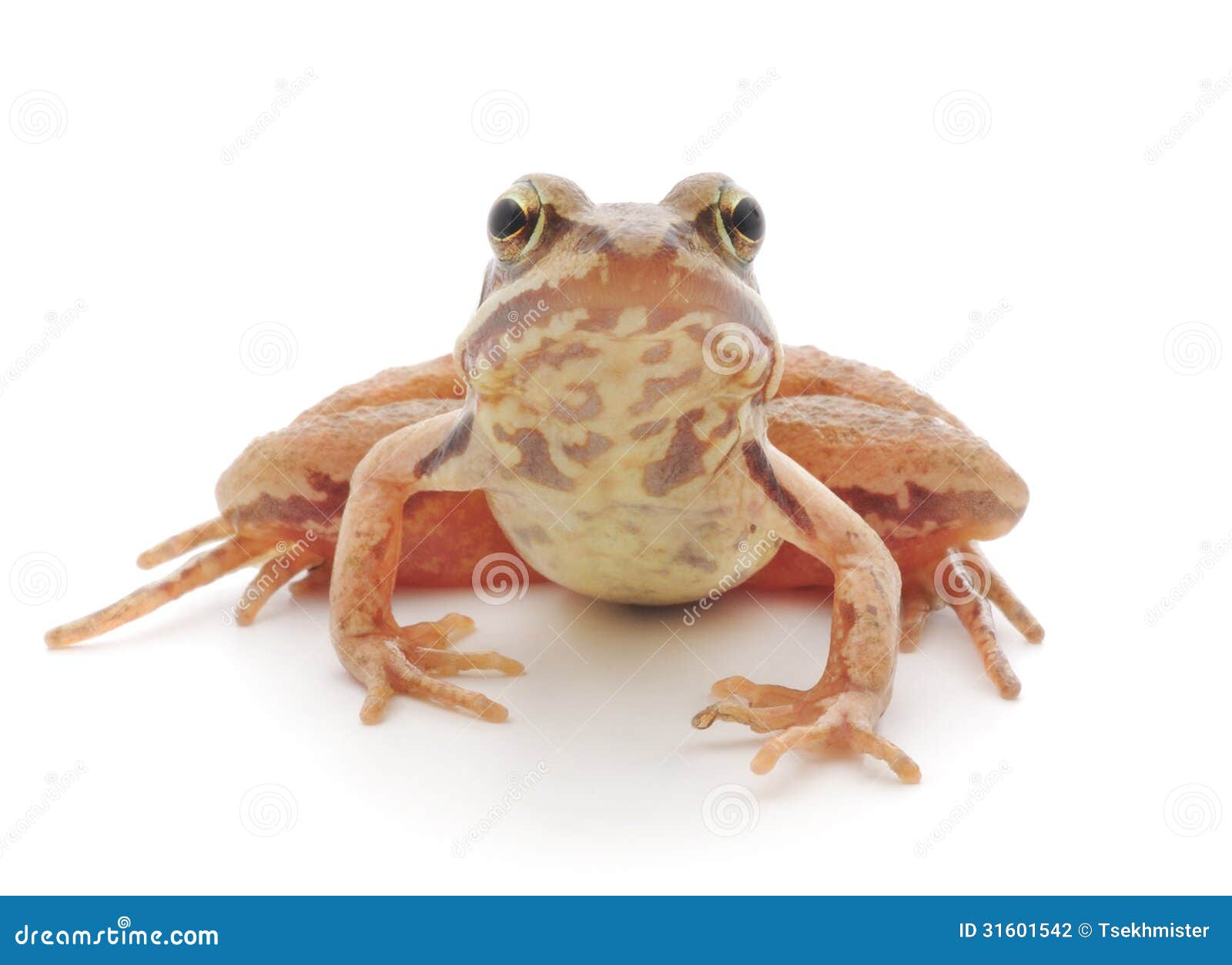 Brun groda arkivfoto. Bild av färg, studio, litet, djurliv - 31601542