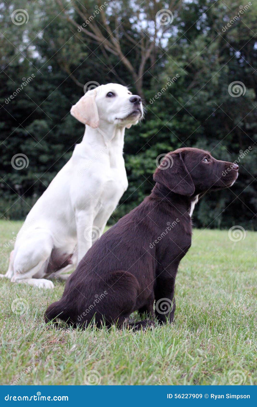 Brun Gullig Valp Och Labrador Valp Fotografering för Bildbyråer - Bild ...