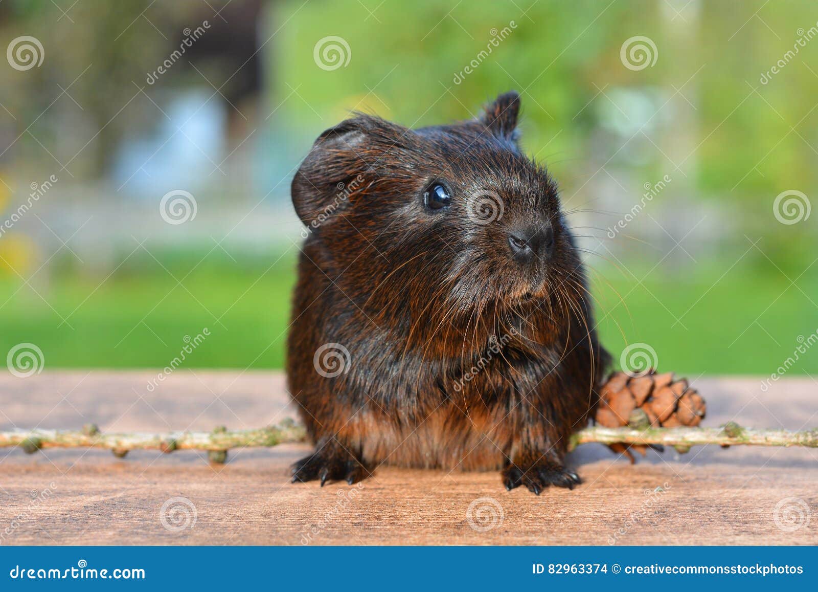 Brun Hamster Bild. Bild: 82963374