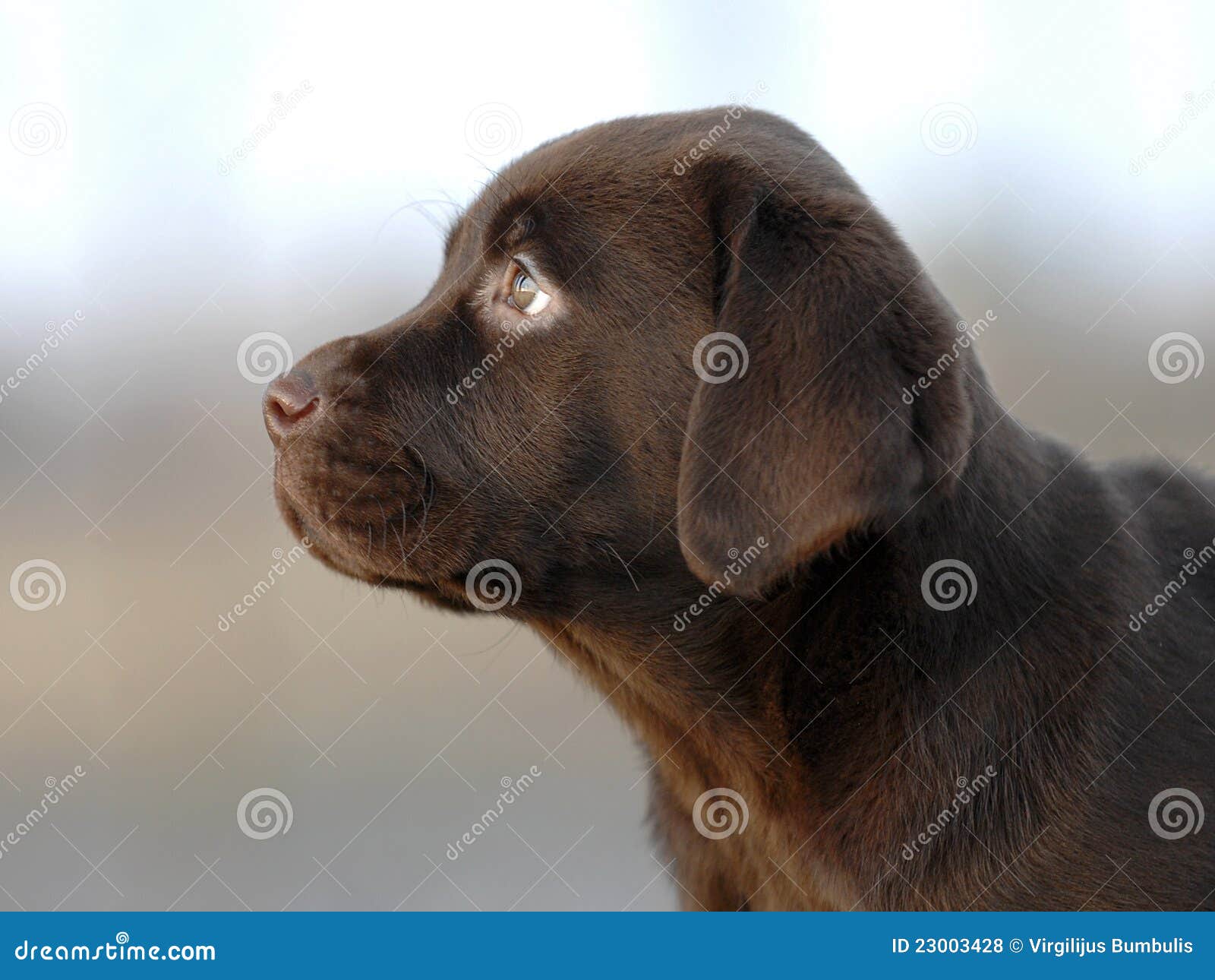 Brun head labrador valp arkivfoto. Bild av hämta, medf8ort - 23003428