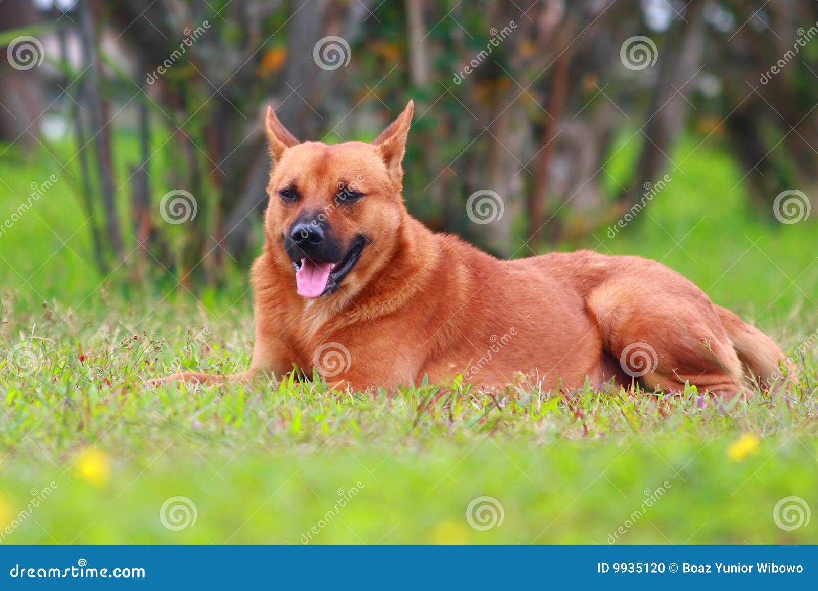 Brun hund arkivfoto. Bild av vän, gisslan, tunga, husdjur - 9935120
