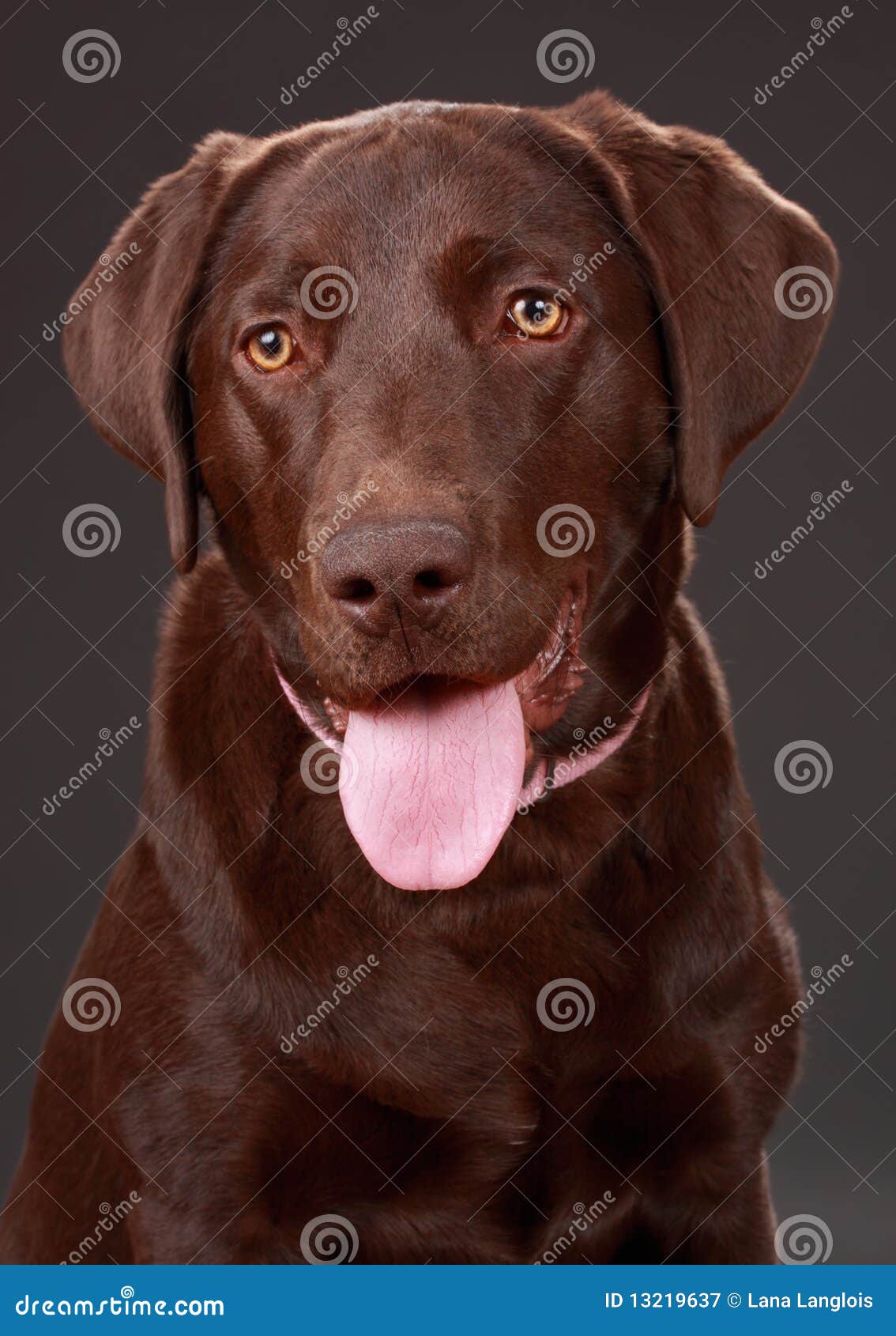 Brun hund labrador fotografering för bildbyråer. Bild av husdjur - 13219637