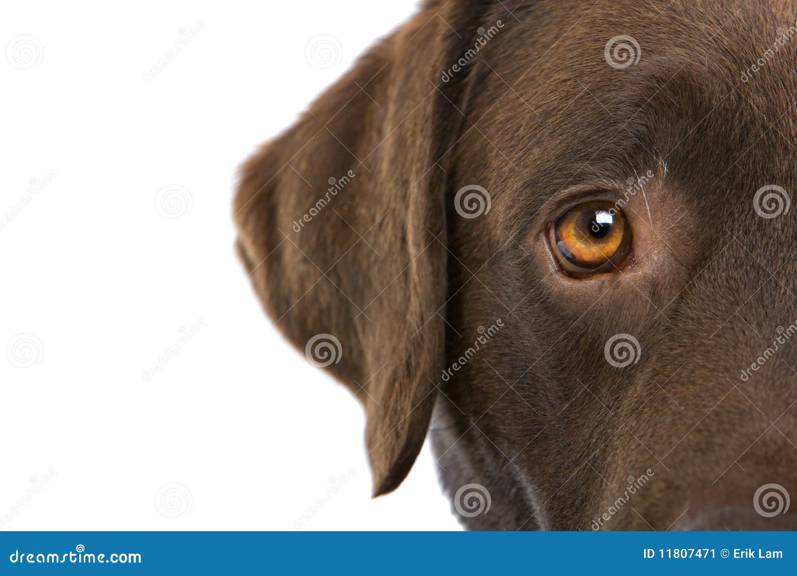 Brun labrador retriever fotografering för bildbyråer. Bild av päls ...