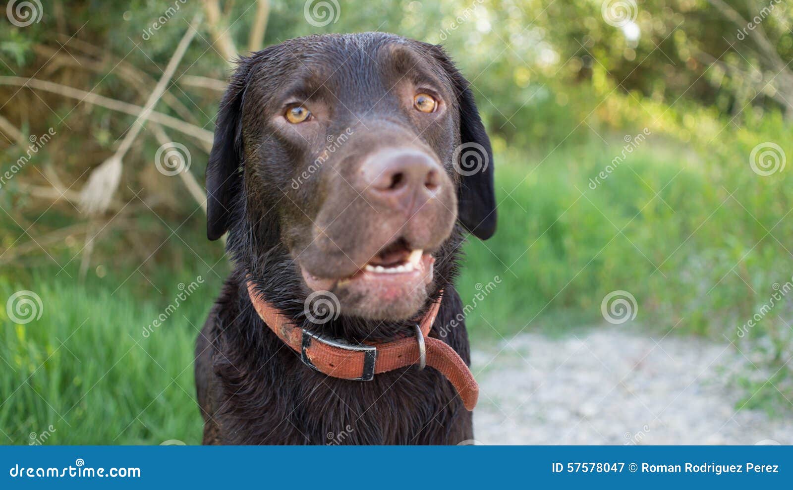 Brun labrador retriever fotografering för bildbyråer. Bild av choklad ...