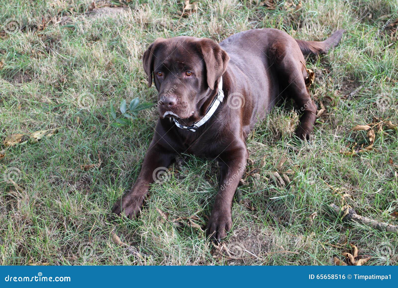 Brun labrador retriever arkivfoto. Bild av medf8ort, husdjur - 65658516