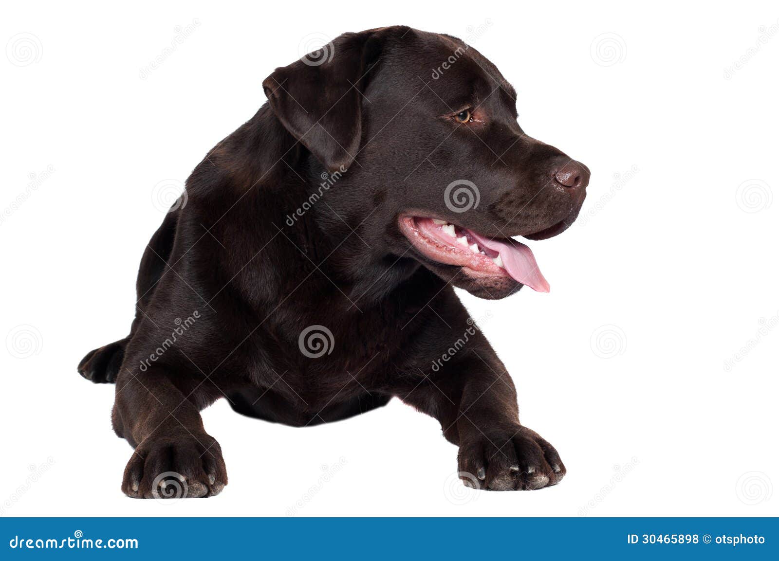 Brun Labrador Retriever Hund Arkivfoto - Bild av medf8ort, hörntand ...
