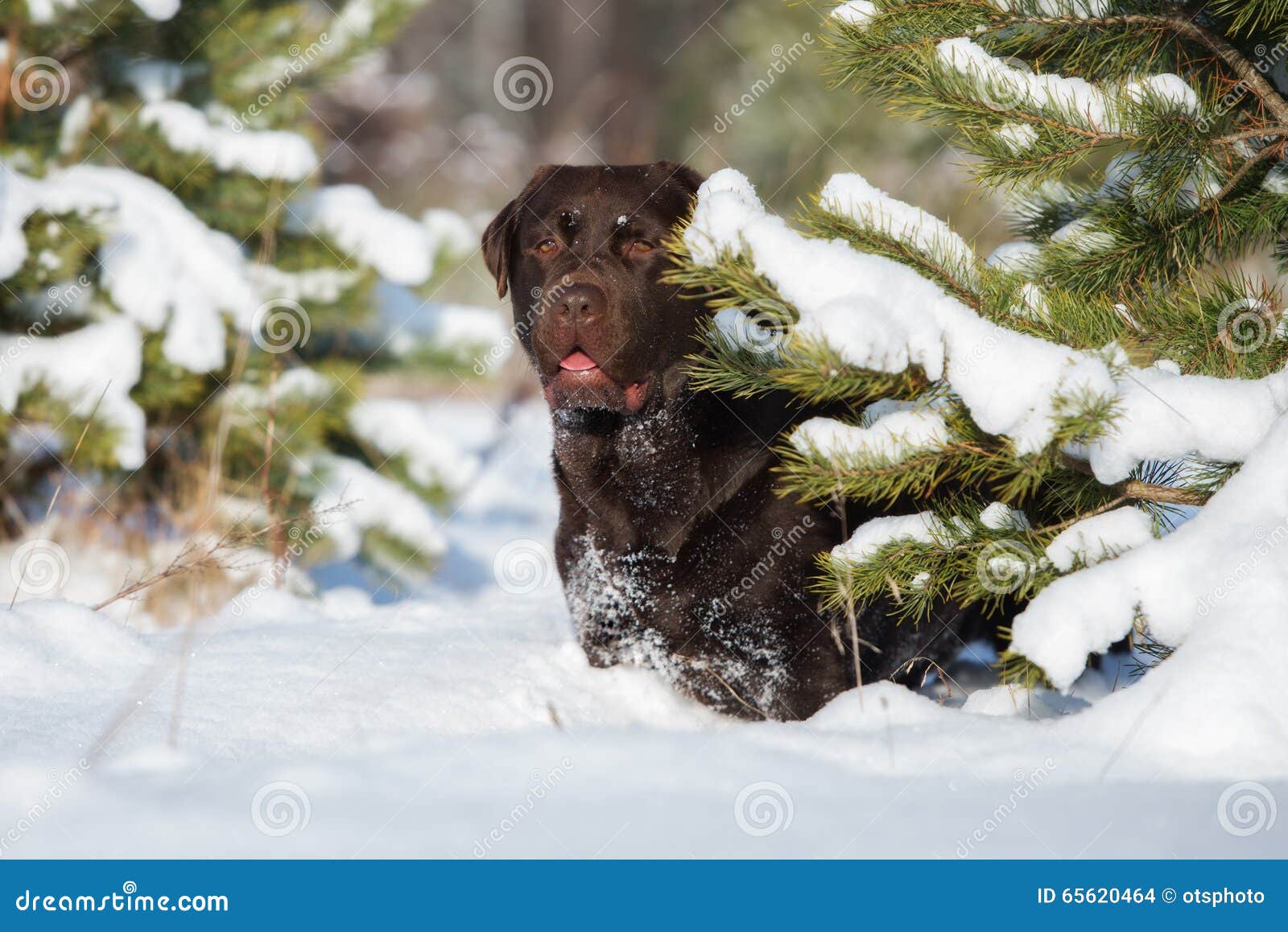 Brun Labrador Retriever Hund Utomhus I Vinter Arkivfoto - Bild av vuxen ...