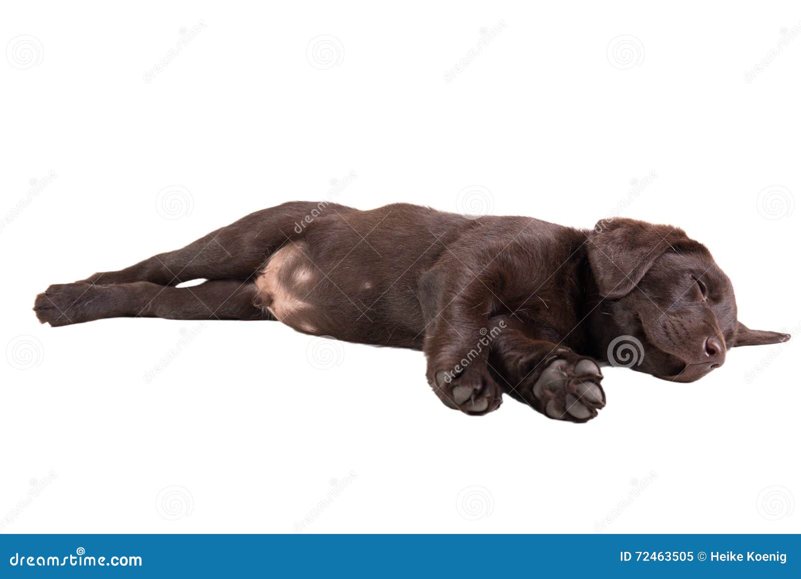 Brun Labrador Retriever Valp Fotografering för Bildbyråer - Bild av ...