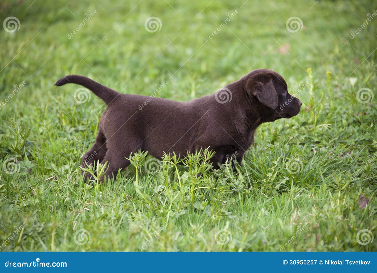 Brun labrador valp fotografering för bildbyråer. Bild av sittande ...
