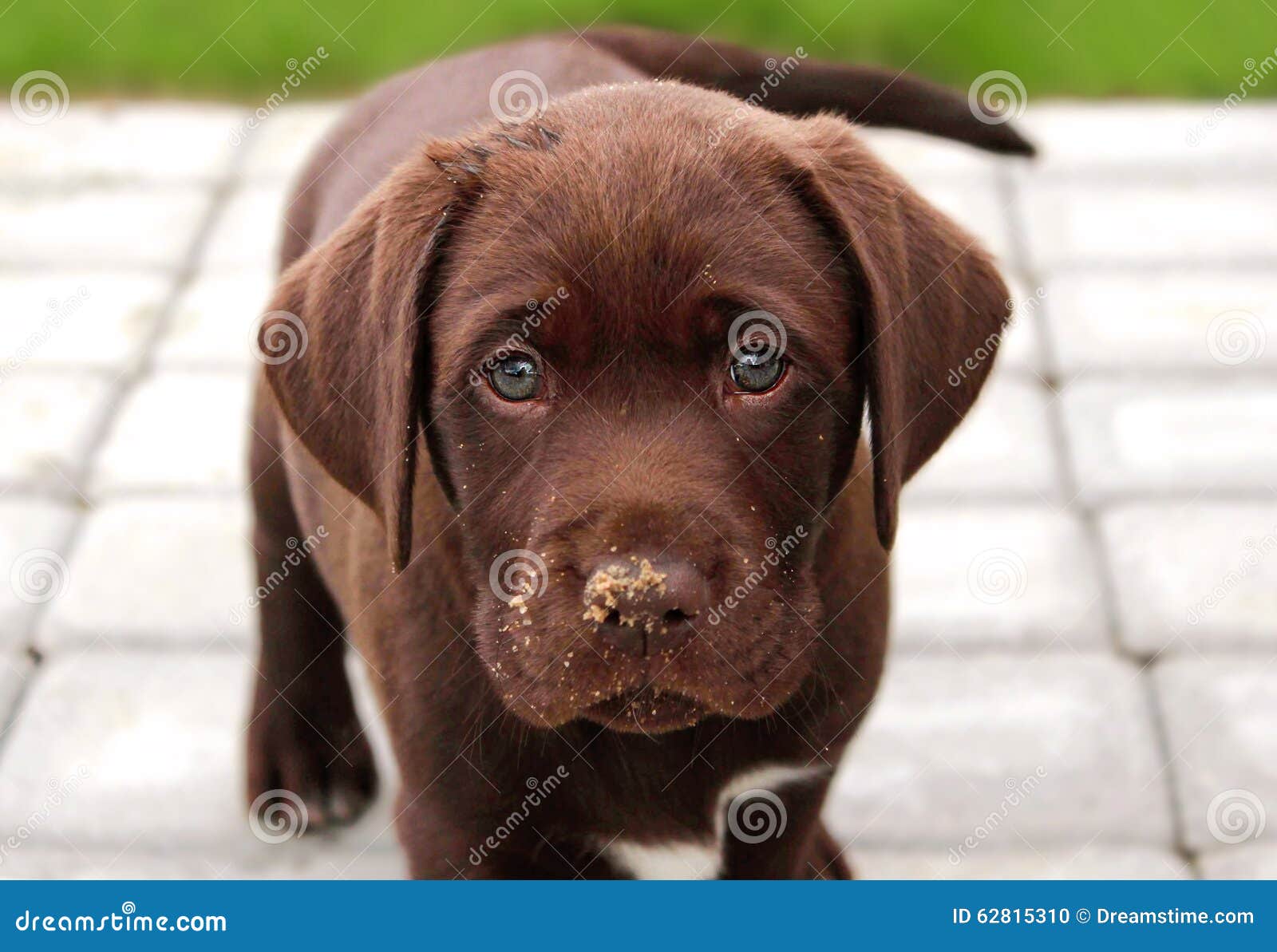 Brun Labrador Valp I Trädgård Arkivfoto - Bild av utomhus, medf8ort ...