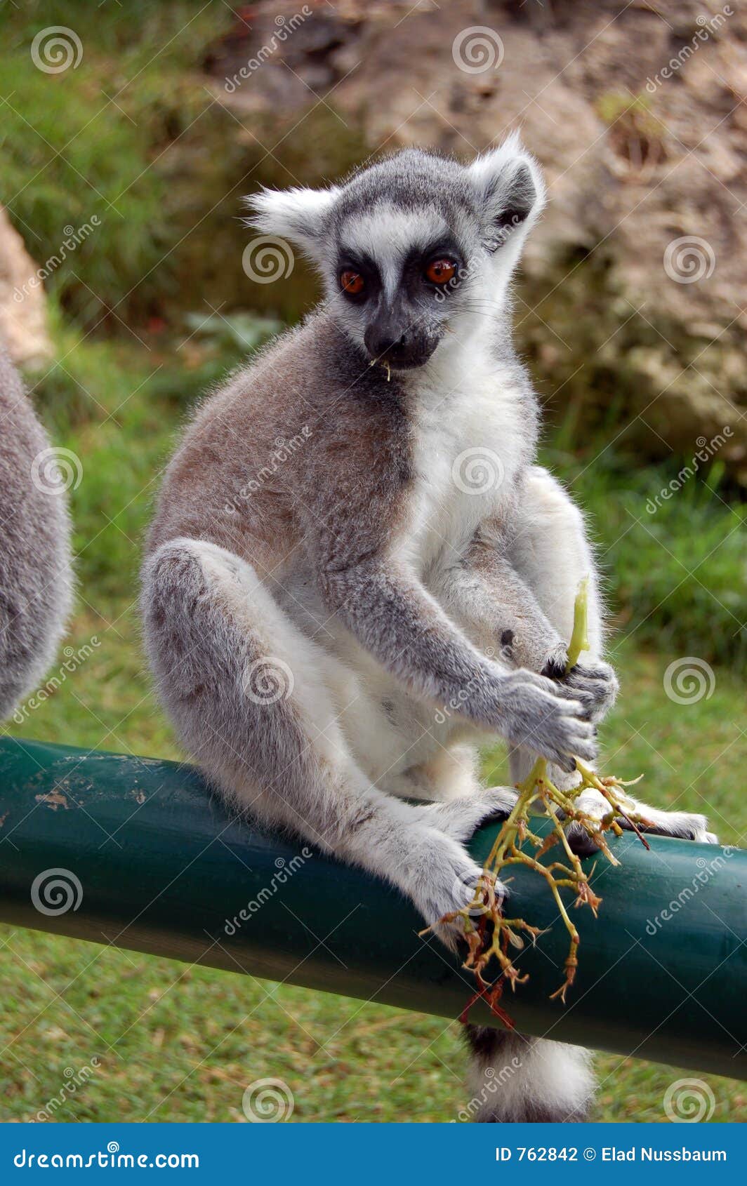 Brun lemur arkivfoto. Bild av lemur, madagascar, apor, grön - 762842