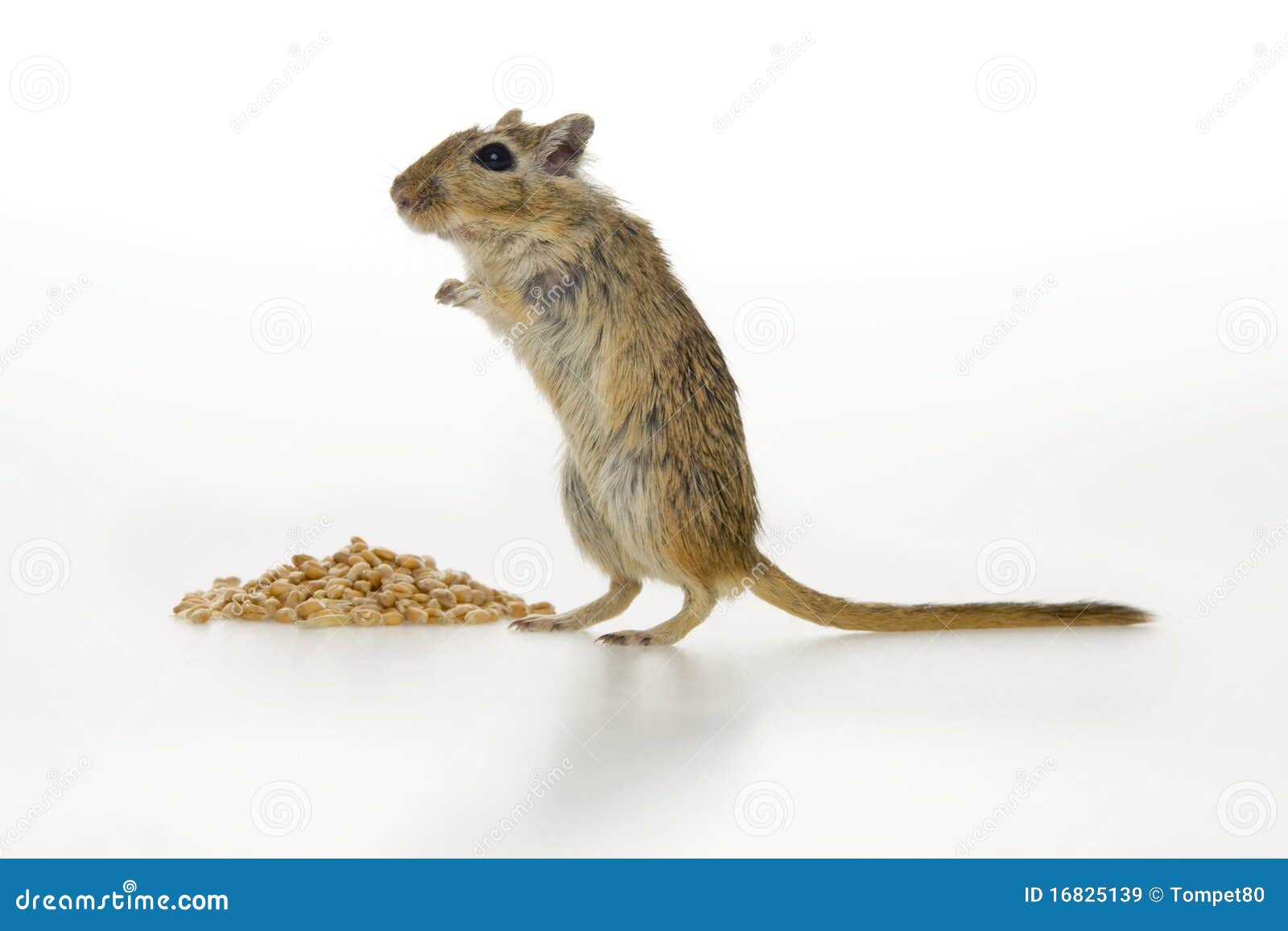 Brun mus fotografering för bildbyråer. Bild av skjutit - 16825139