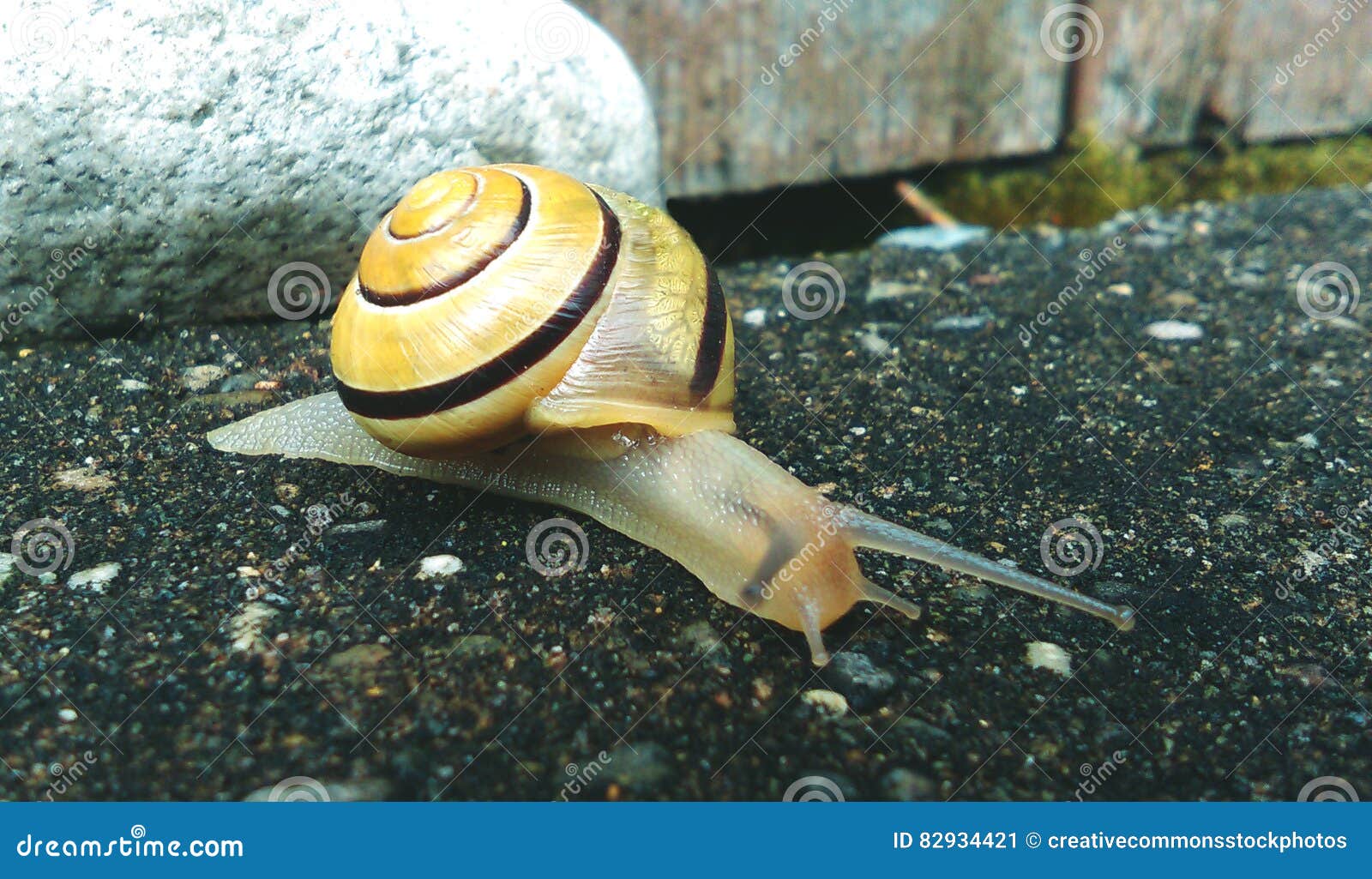 Brun Och Beige Snigel Bild. Bild: 82934421