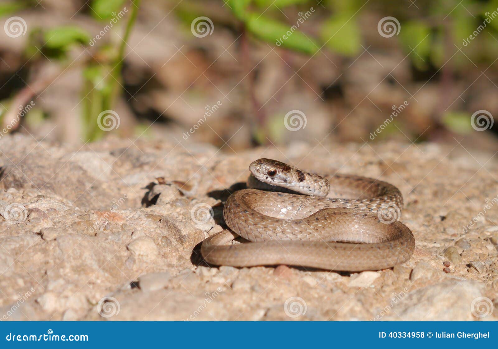 Brun orm arkivfoto. Bild av natur, endemisk, medf8ort - 40334958