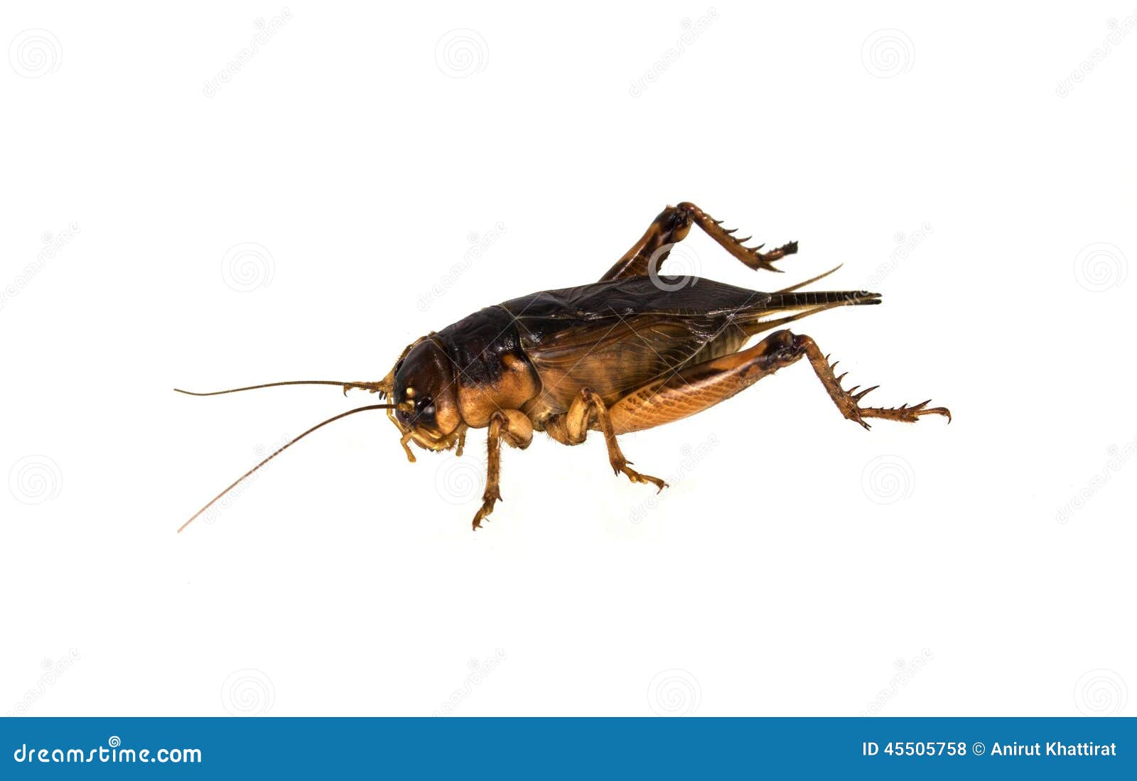 Brun syrsa arkivfoto. Bild av syrsa, gräshoppa, medf8ort - 45505758