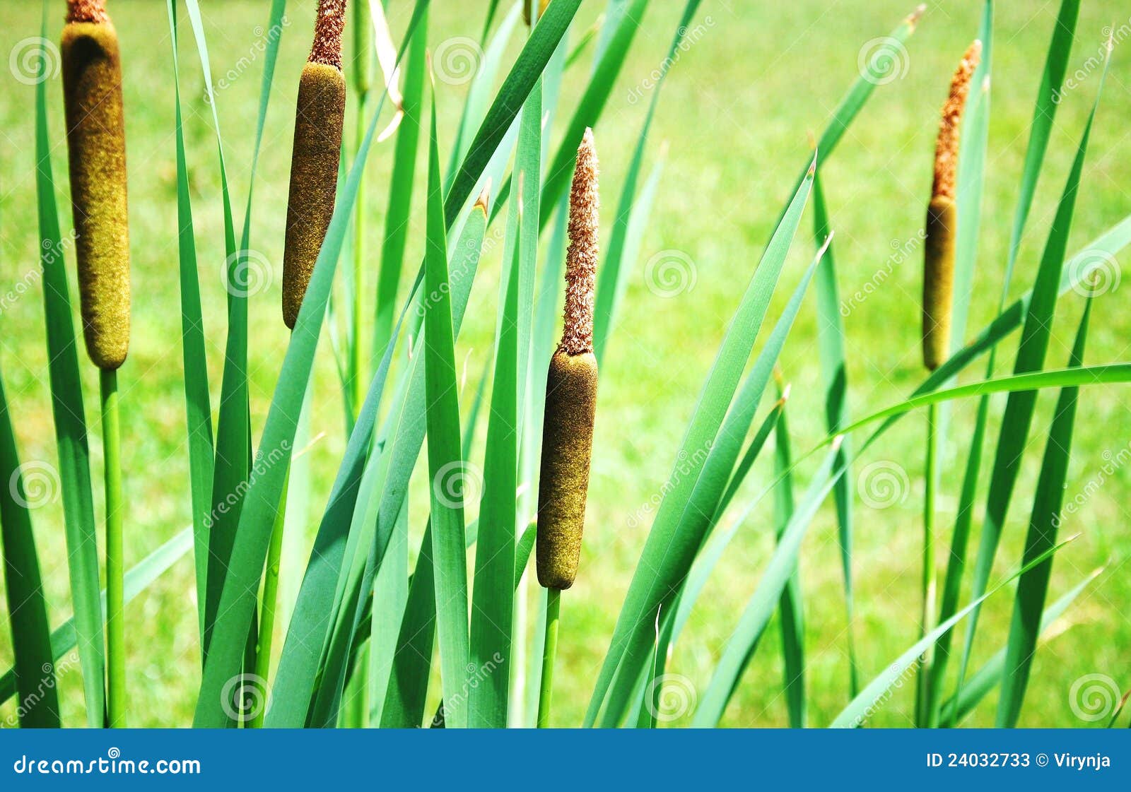 Brun vass fotografering för bildbyråer. Bild av vertikalt - 24032733