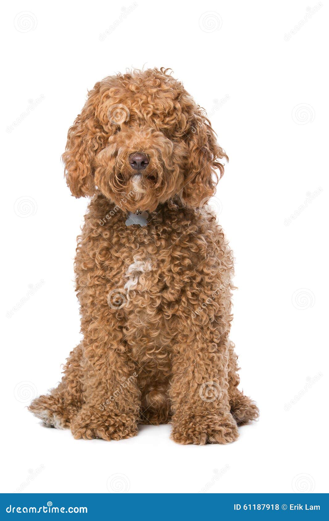 Bruna Labradoodle arkivfoto. Bild av medf8ort, sittande - 61187918