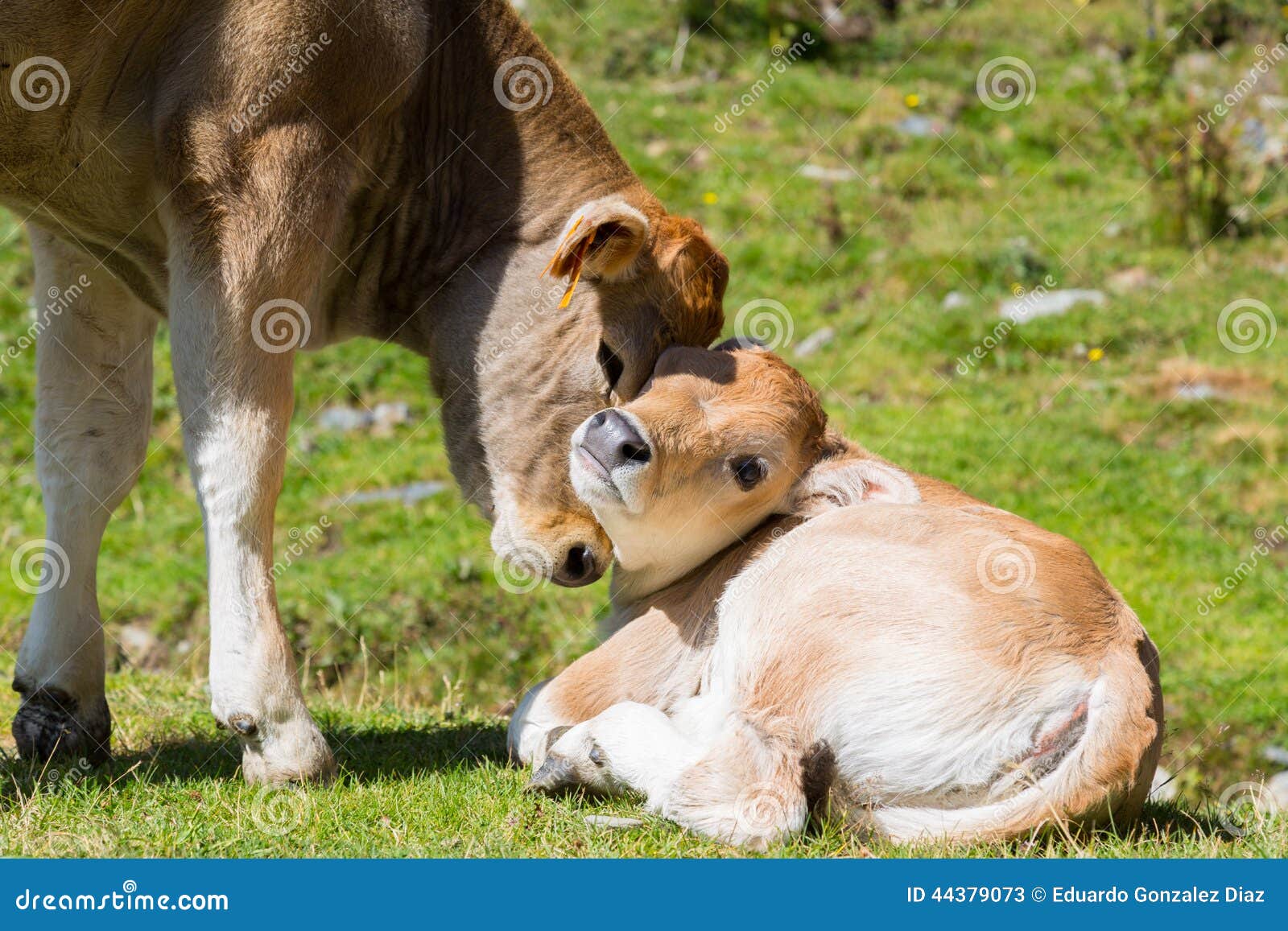 Bruna Pyrenees stock image. Image of livestock, agriculture - 44379073
