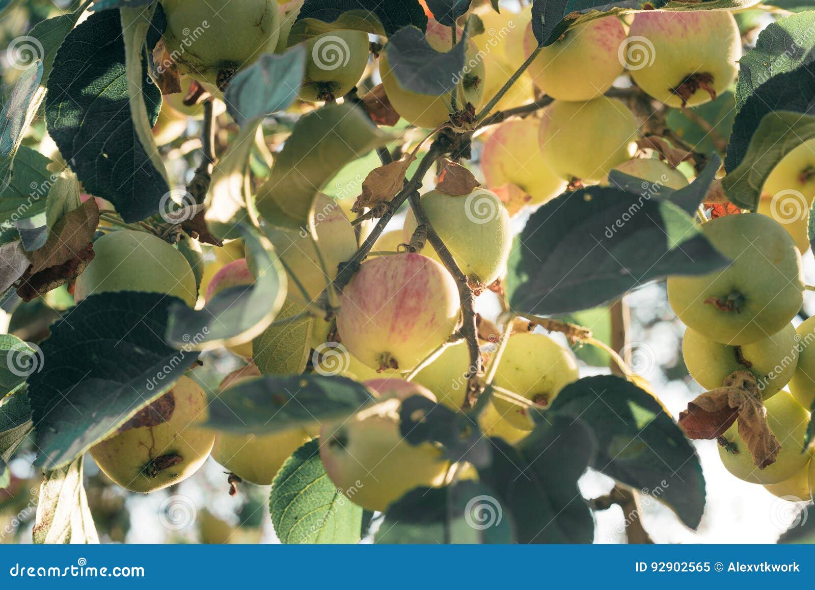 A Brunch of Apple Tree with Apples Stock Image - Image of thorny, grow ...