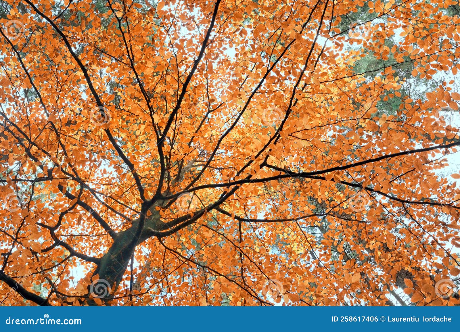 Brunch Autumn Tree in October Forest Stock Photo - Image of light ...