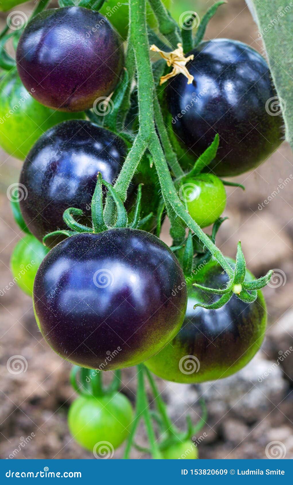 Brunch of black tomatoes stock image. Image of healthy - 153820609