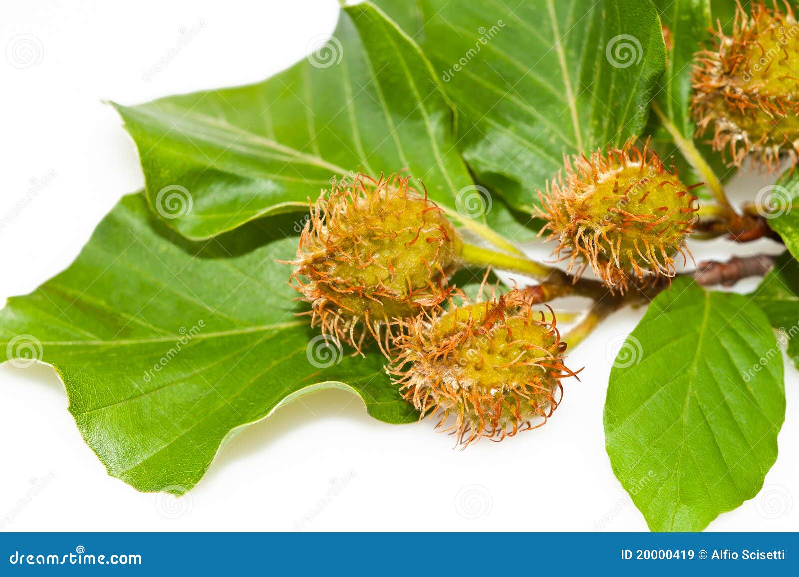 Brunch del faggio immagine stock. Immagine di giardino - 20000419