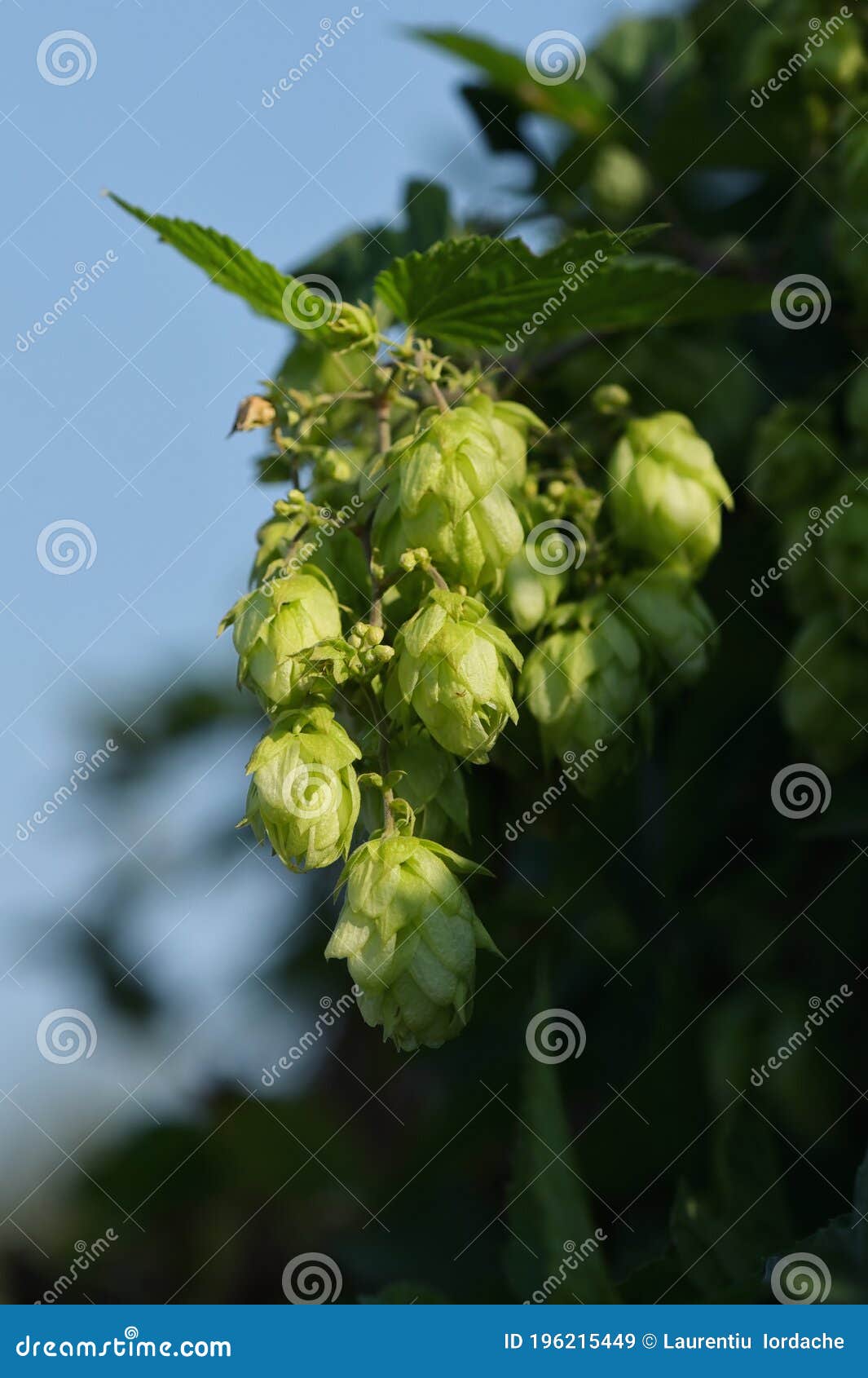 Brunch of Fresh Green Hops stock image. Image of bush - 196215449