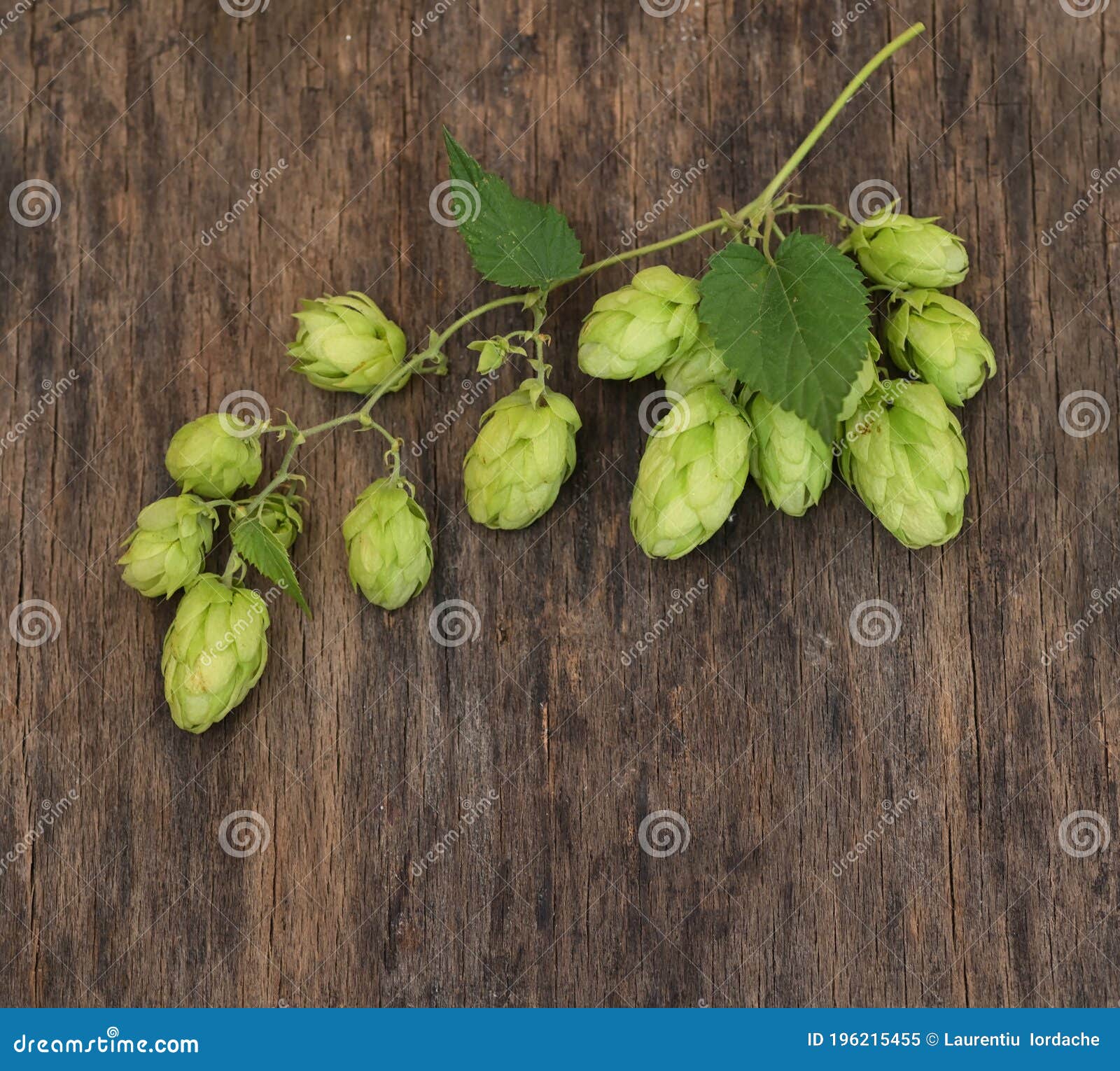 Brunch of Fresh Green Hops stock image. Image of bread - 196215455