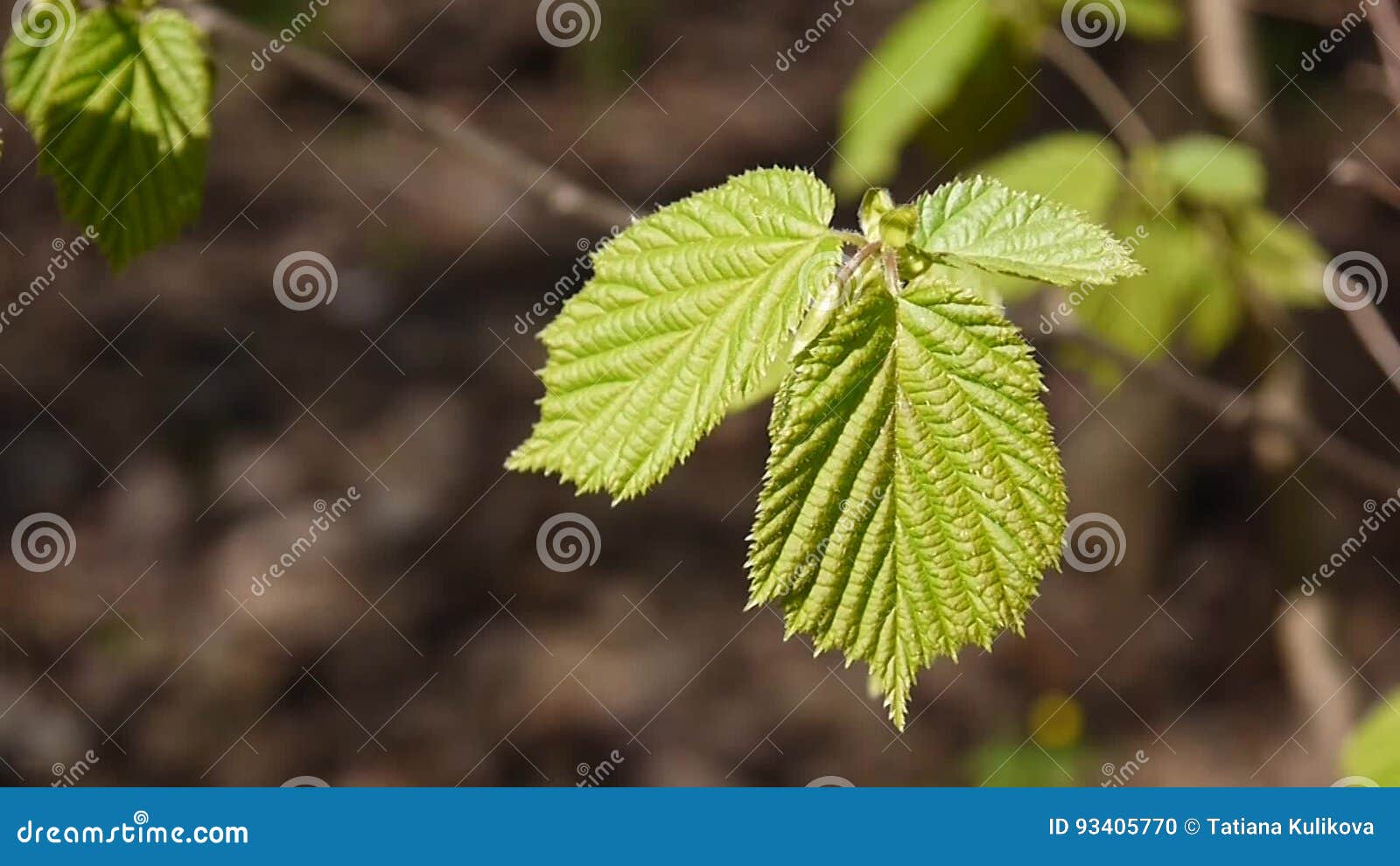 Brunch of Hazel Tree in the Forest Macro. Static Camera. Stock Footage ...