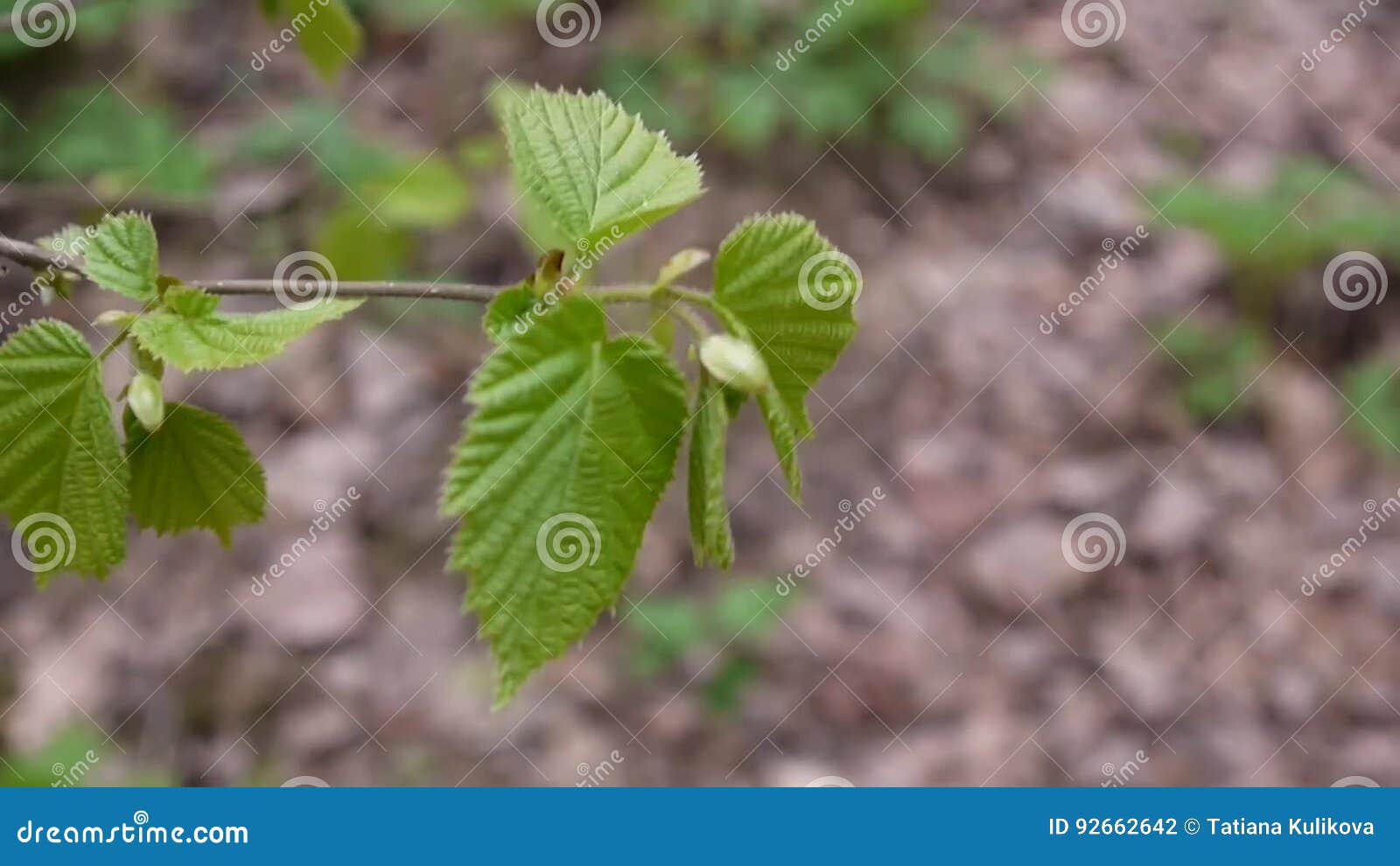 Brunch of of Hazel Tree in the Forest Macro. Stock Footage - Video of ...