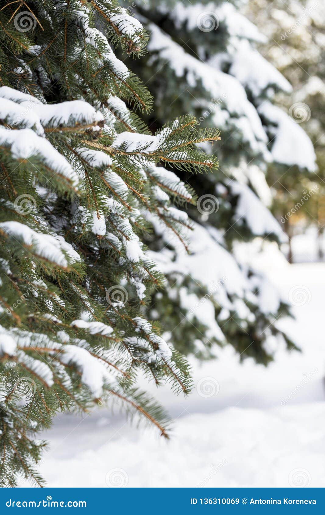 Brunch Spruce Tree with Snow in Forest Stock Image - Image of morning ...